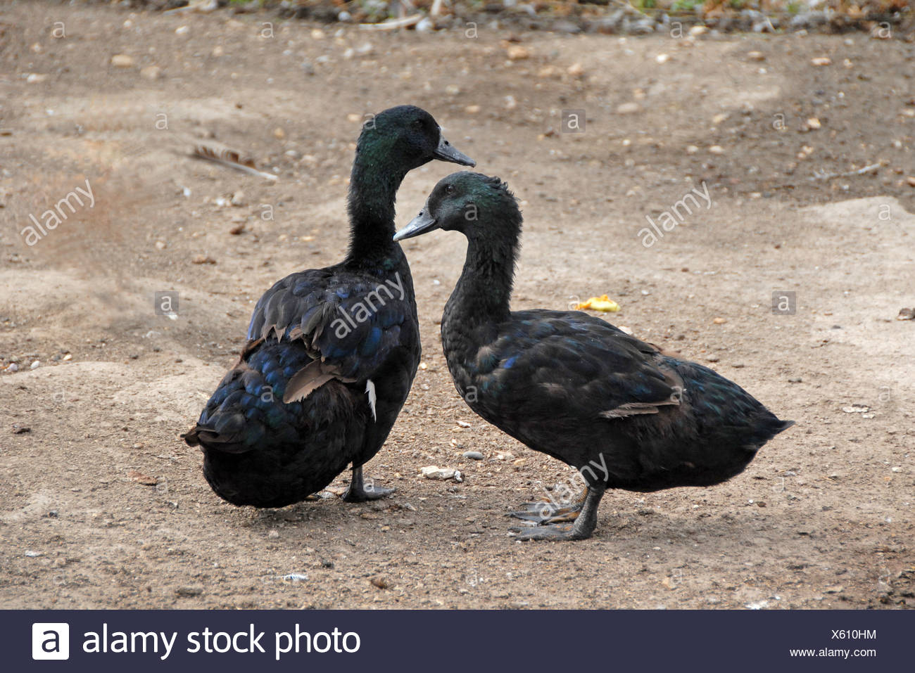 Cayuga Duck High Resolution Stock Photography and Images - Alamy