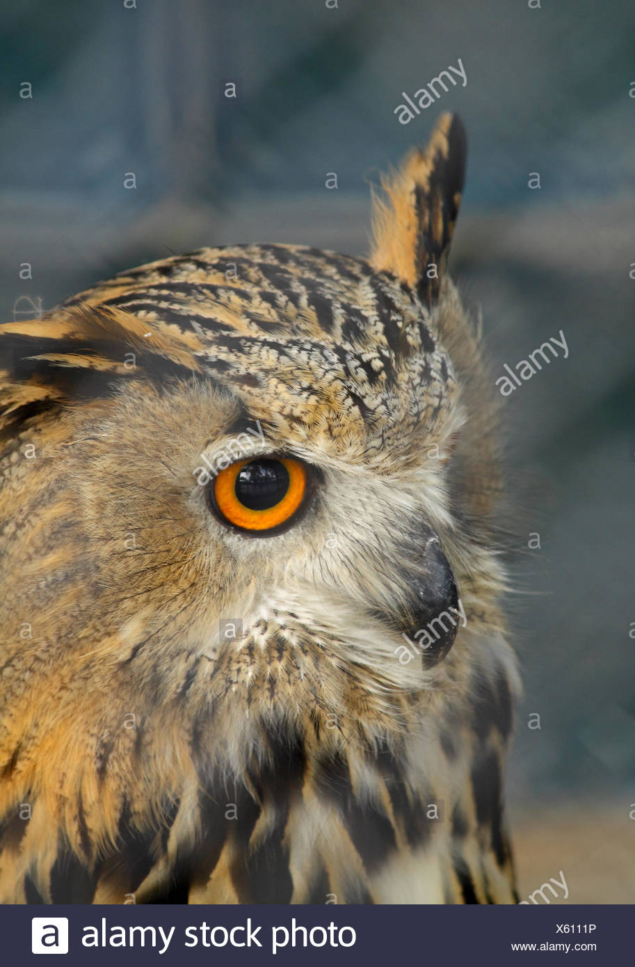 Eagle Owl Bird High Resolution Stock Photography and Images - Alamy