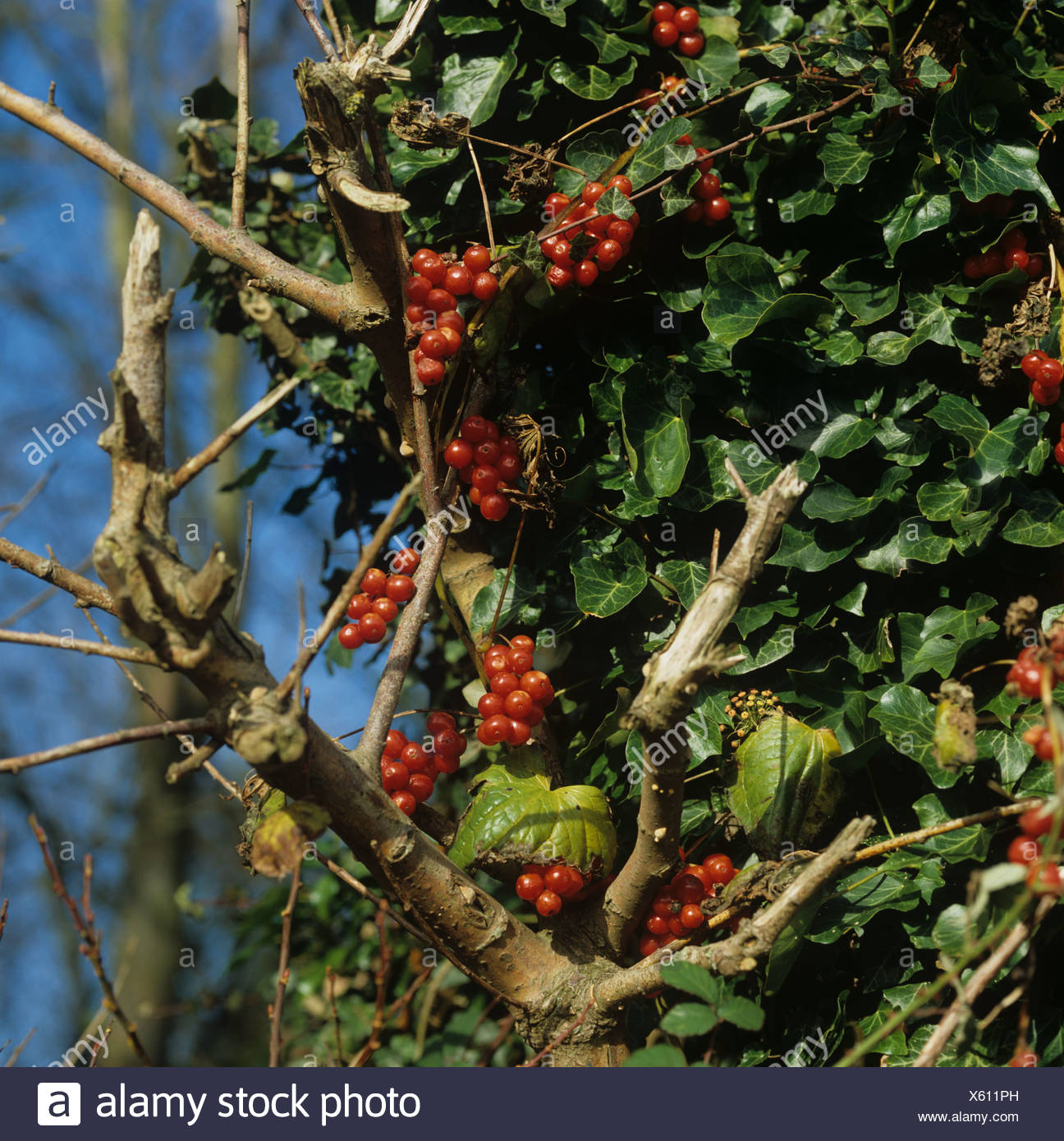 Ivy Berries Uk High Resolution Stock Photography and Images - Alamy