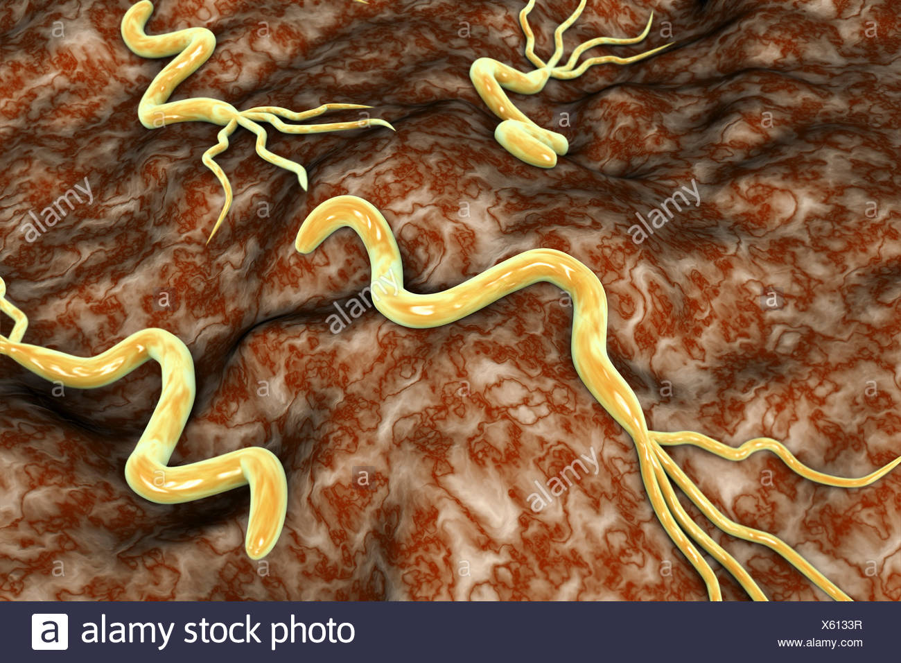 Flagella Bacteria Stock Photos & Flagella Bacteria Stock Images - Alamy