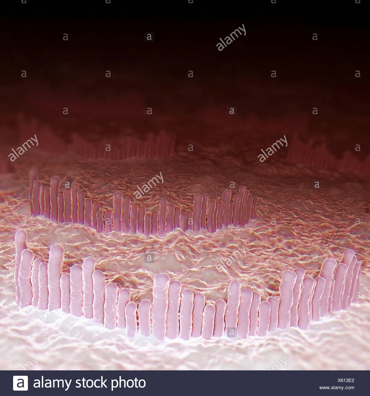 Auditory Hair Cells High Resolution Stock Photography and Images - Alamy