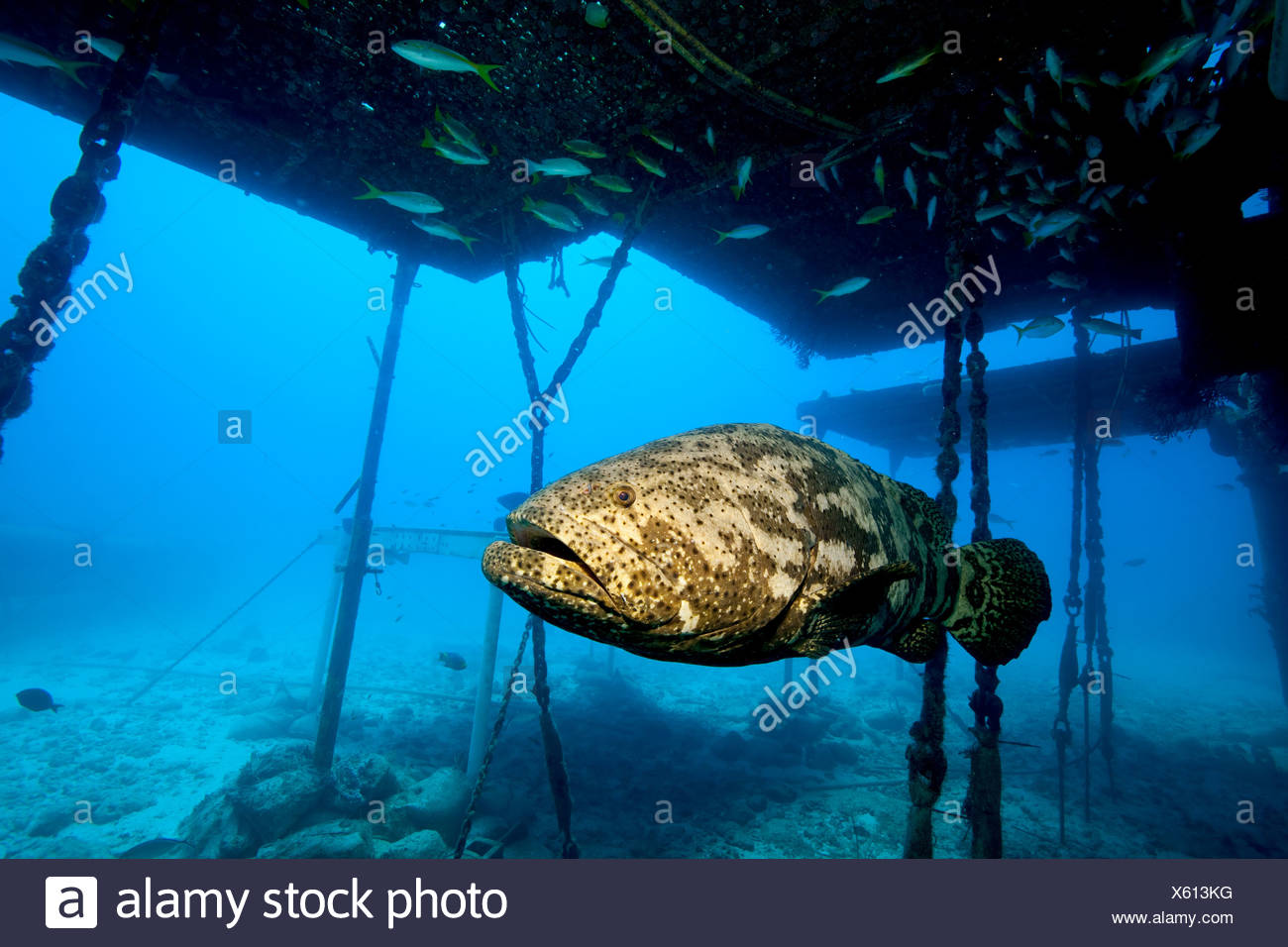 Goliath Grouper Structure High Resolution Stock Photography and Images ...