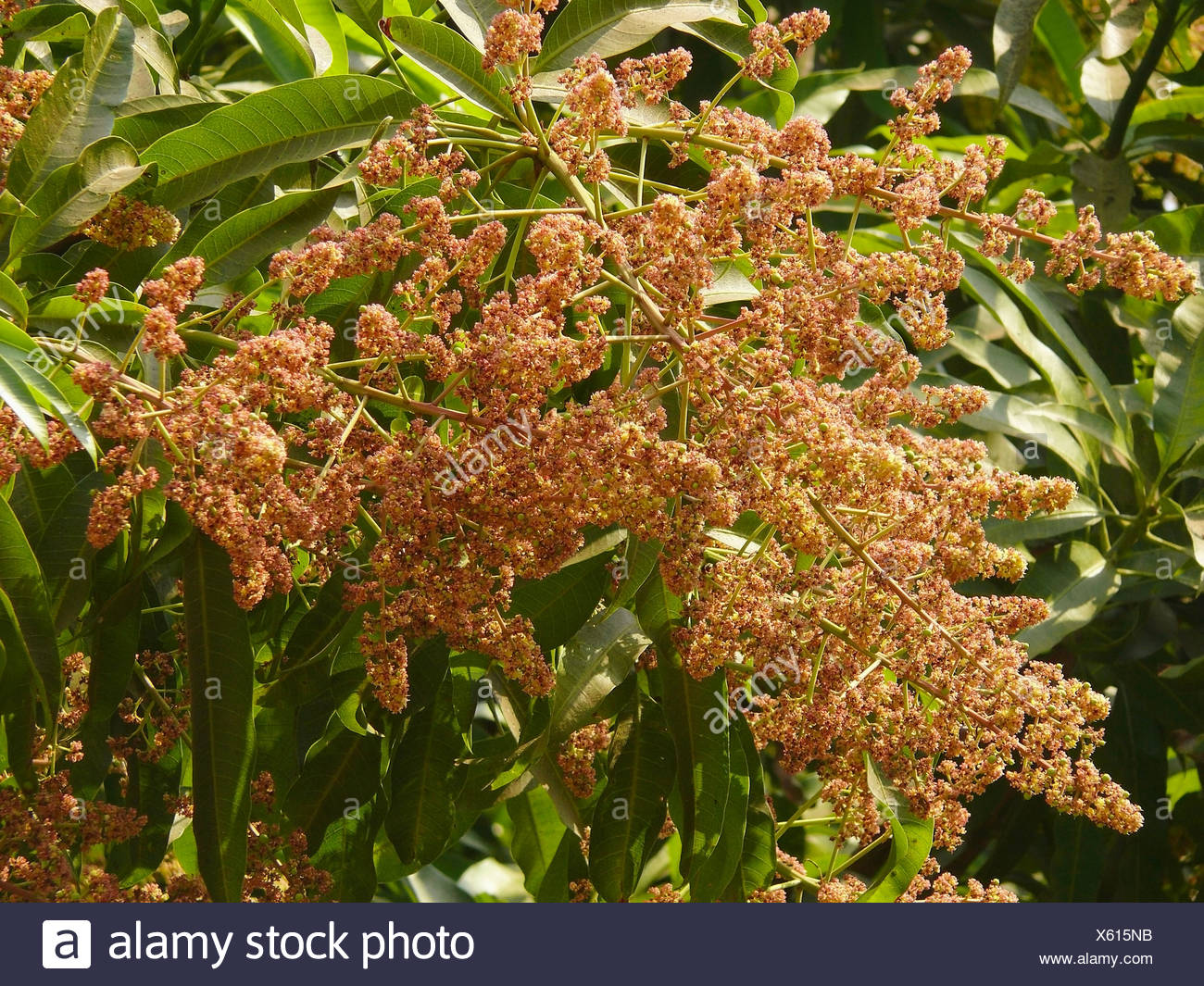 Mango Tree High Resolution Stock Photography and Images - Alamy