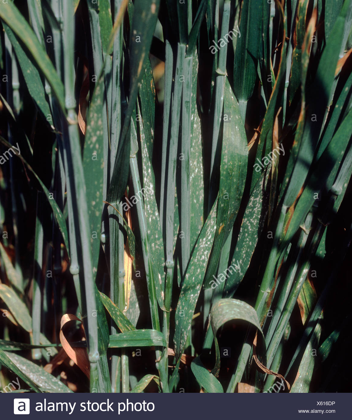 Blumeria Graminis High Resolution Stock Photography and Images - Alamy