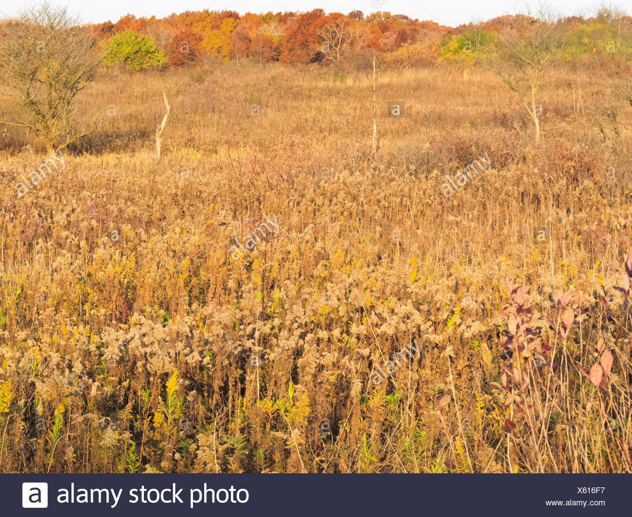 Illinois Prairie Stock Photos & Illinois Prairie Stock Images - Alamy