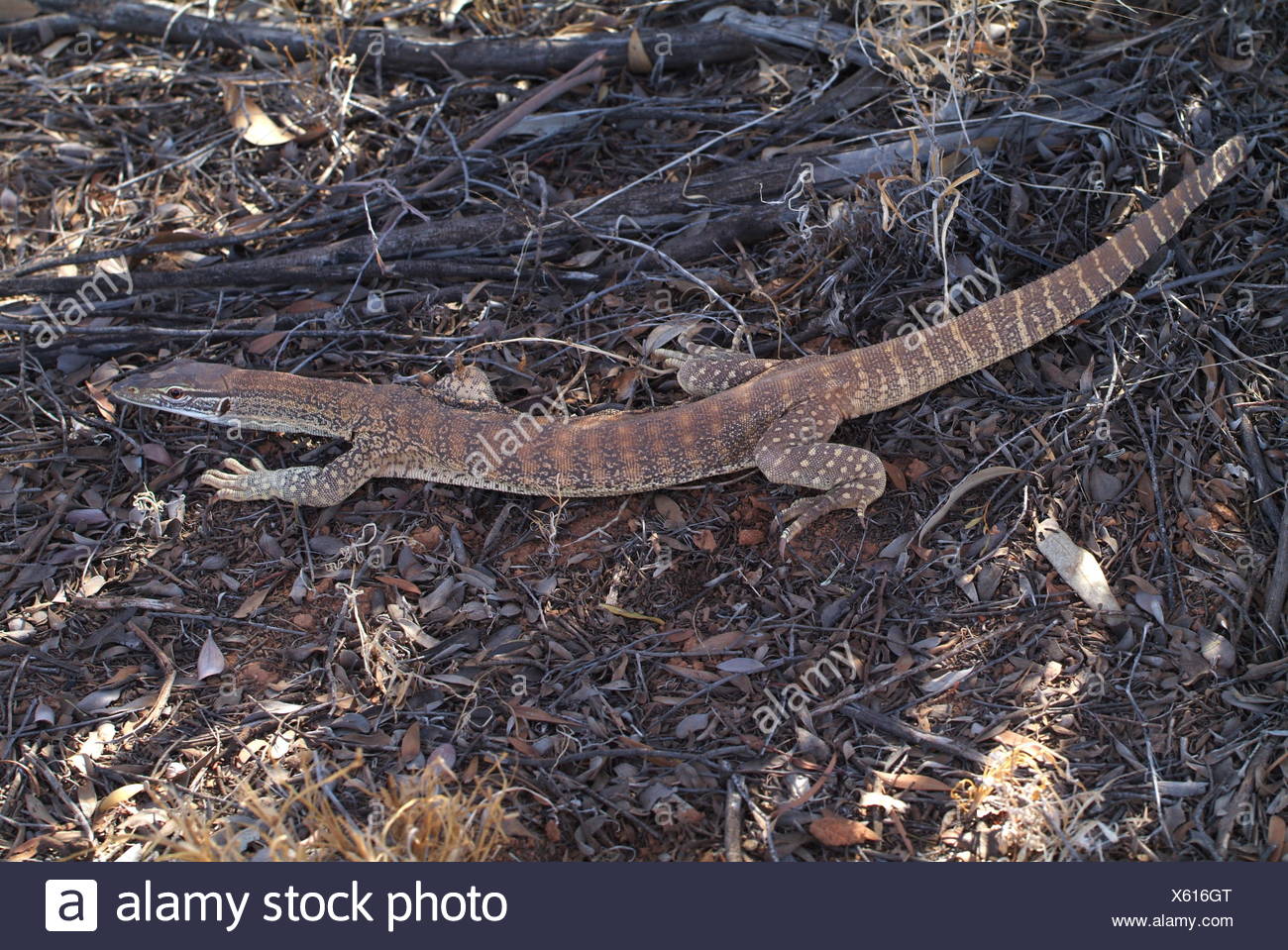Lizard Varanus Gouldii High Resolution Stock Photography and Images - Alamy