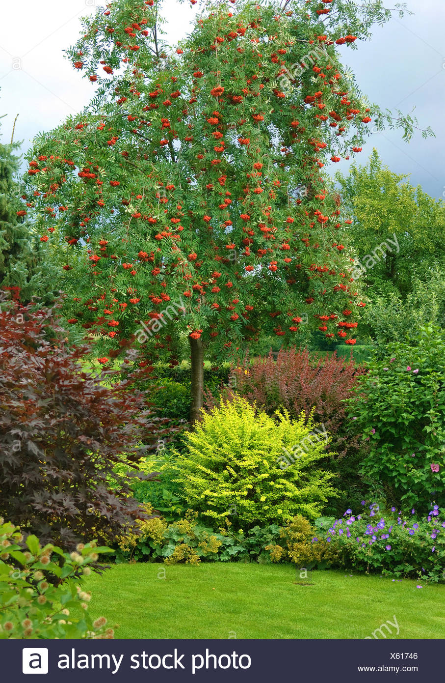 Red Fruit Mountain Ash Rowan Sorbus Aucuparia Tree High Resolution ...