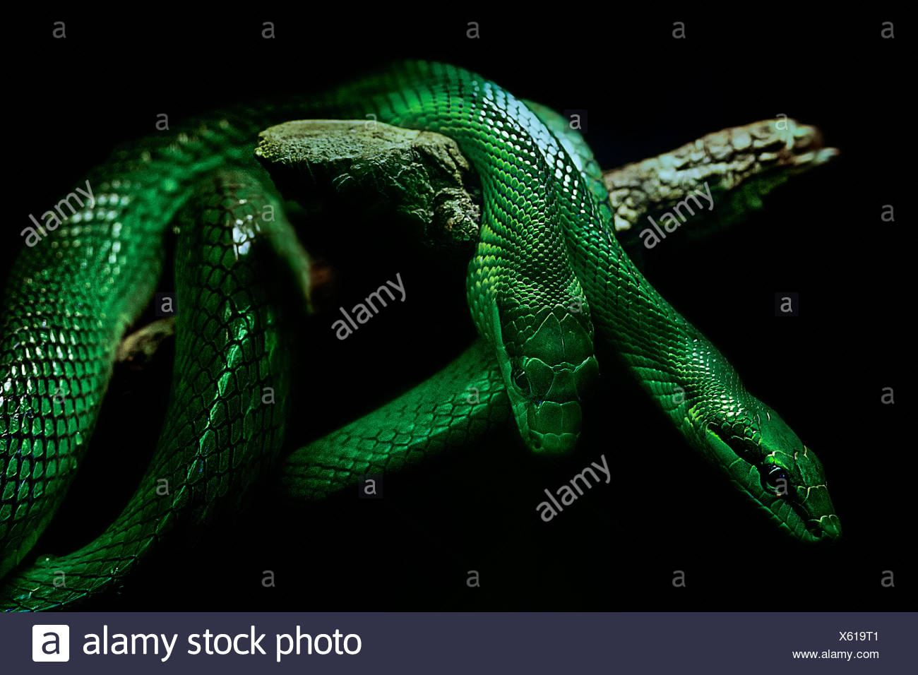 Schlangen Snakes High Resolution Stock Photography and Images - Alamy