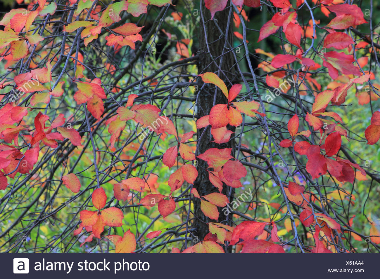 Autumn Nyssa Sylvatica Stock Photos & Autumn Nyssa Sylvatica Stock ...
