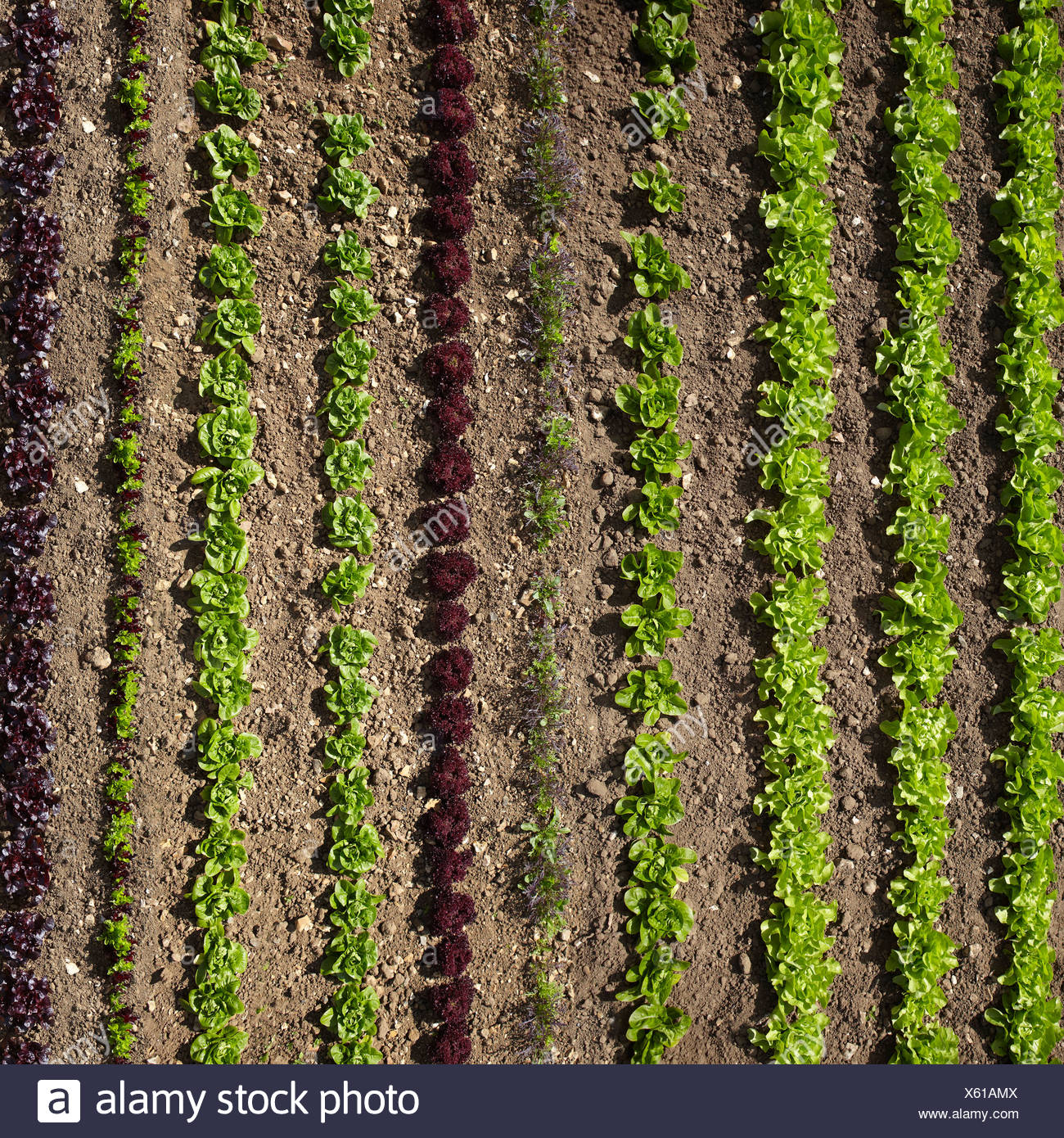 Aerial View Garden High Resolution Stock Photography and Images - Alamy