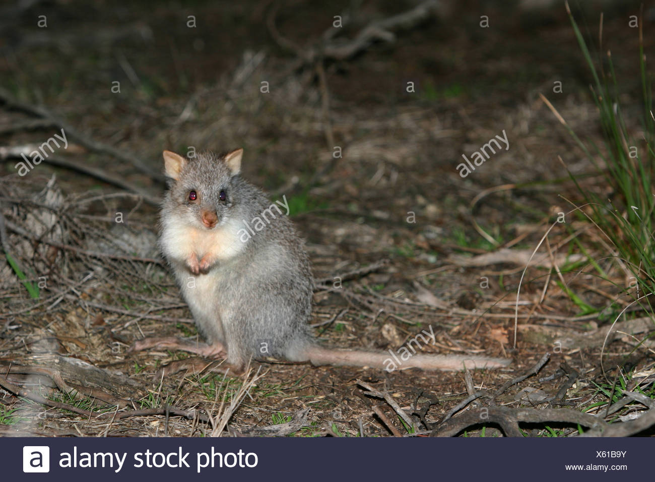 Bettong, Australia Stock Photos & Bettong, Australia Stock Images - Alamy