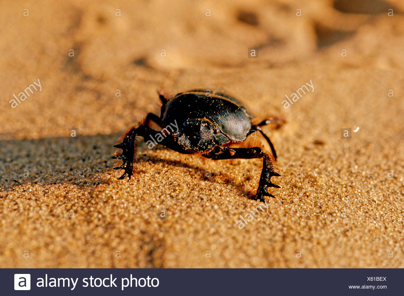 Scarab Stock Photos & Scarab Stock Images - Alamy