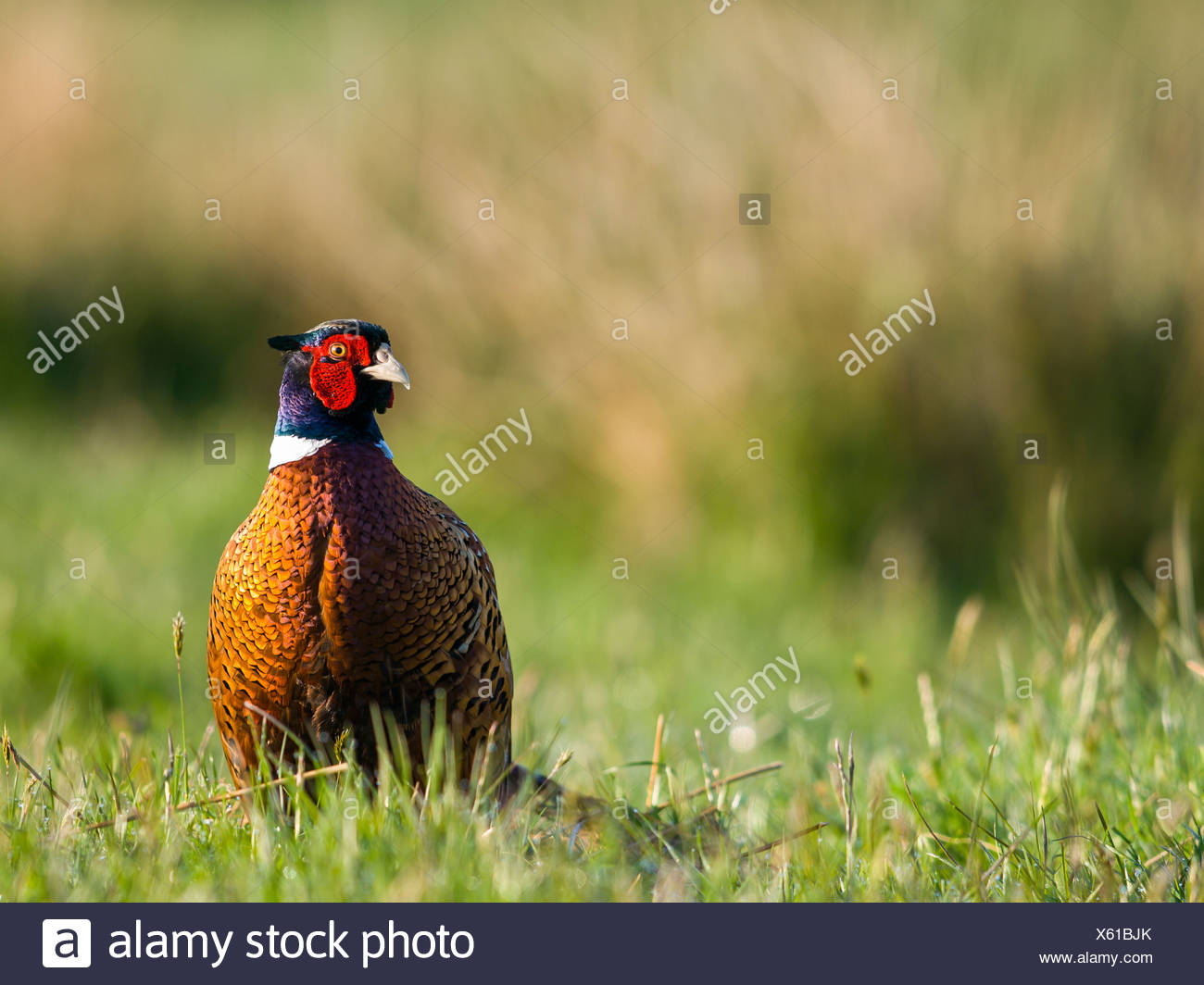 Male Pheasant Stock Photos & Male Pheasant Stock Images - Alamy