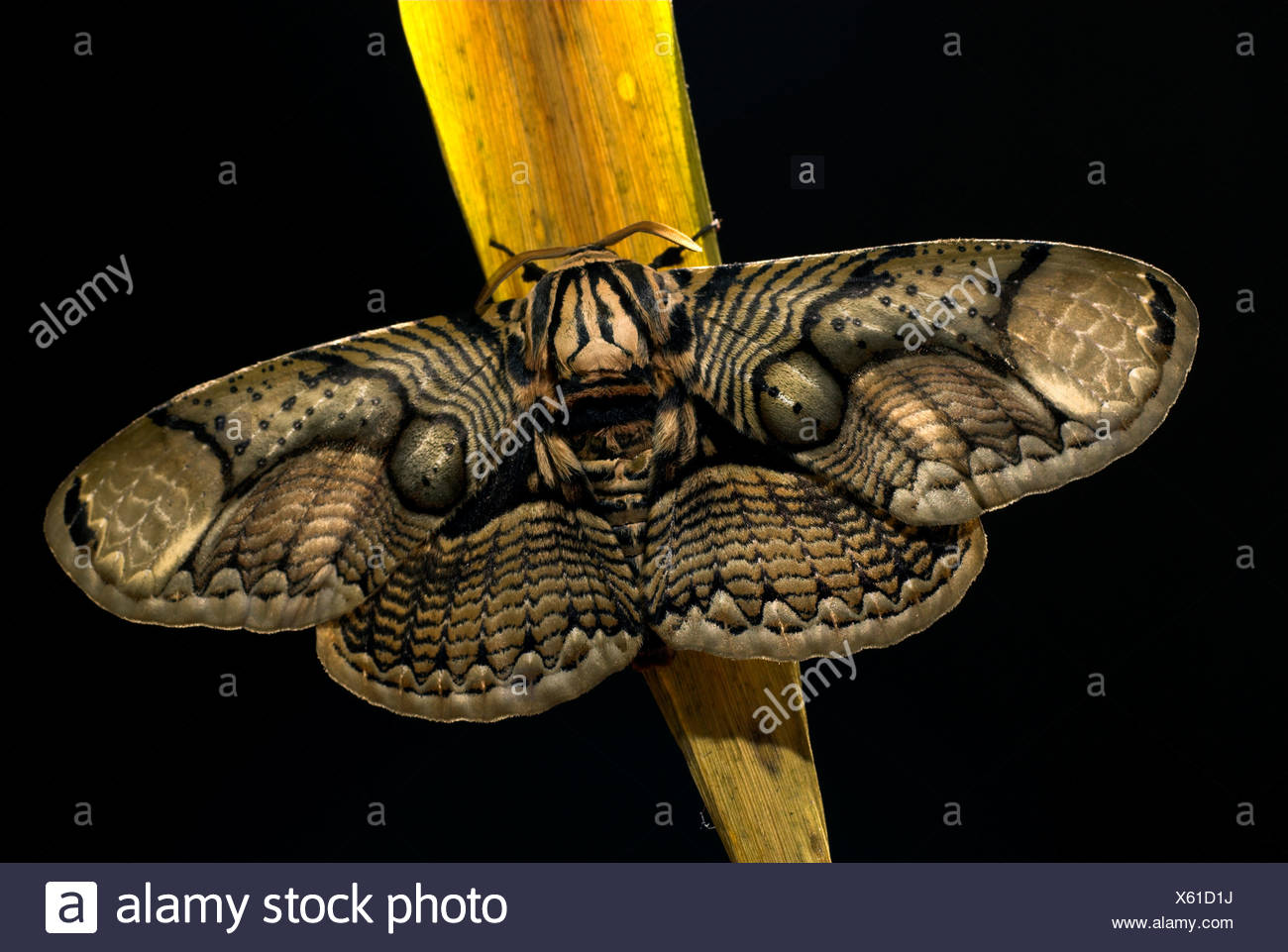 Brahmaea Wallichii High Resolution Stock Photography and Images - Alamy