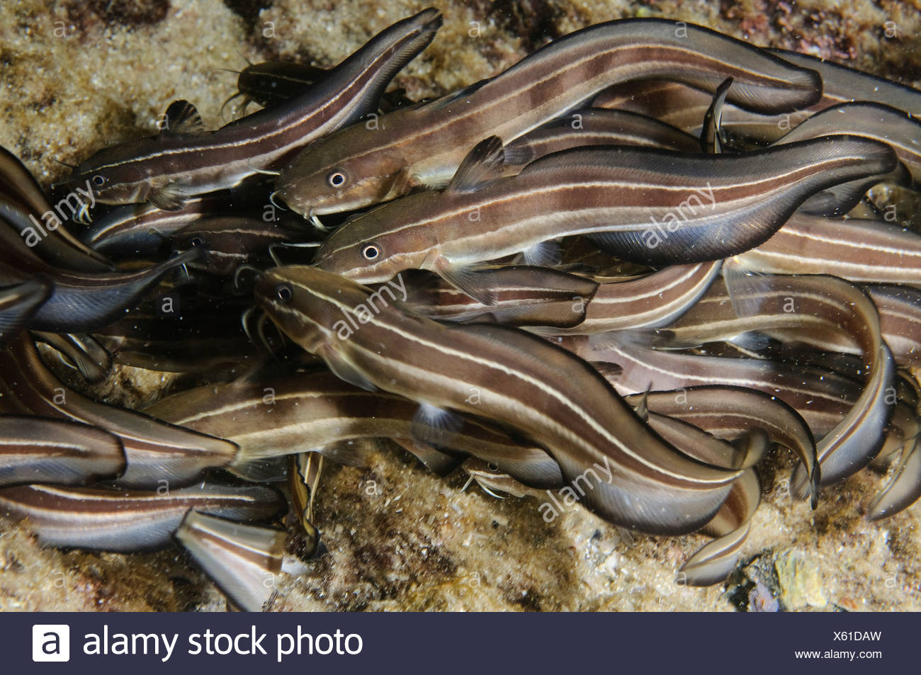 Striped Eel Catfish Stock Photos & Striped Eel Catfish Stock Images - Alamy