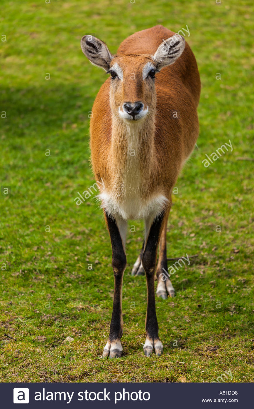 Chinese Muntjak High Resolution Stock Photography and Images - Alamy