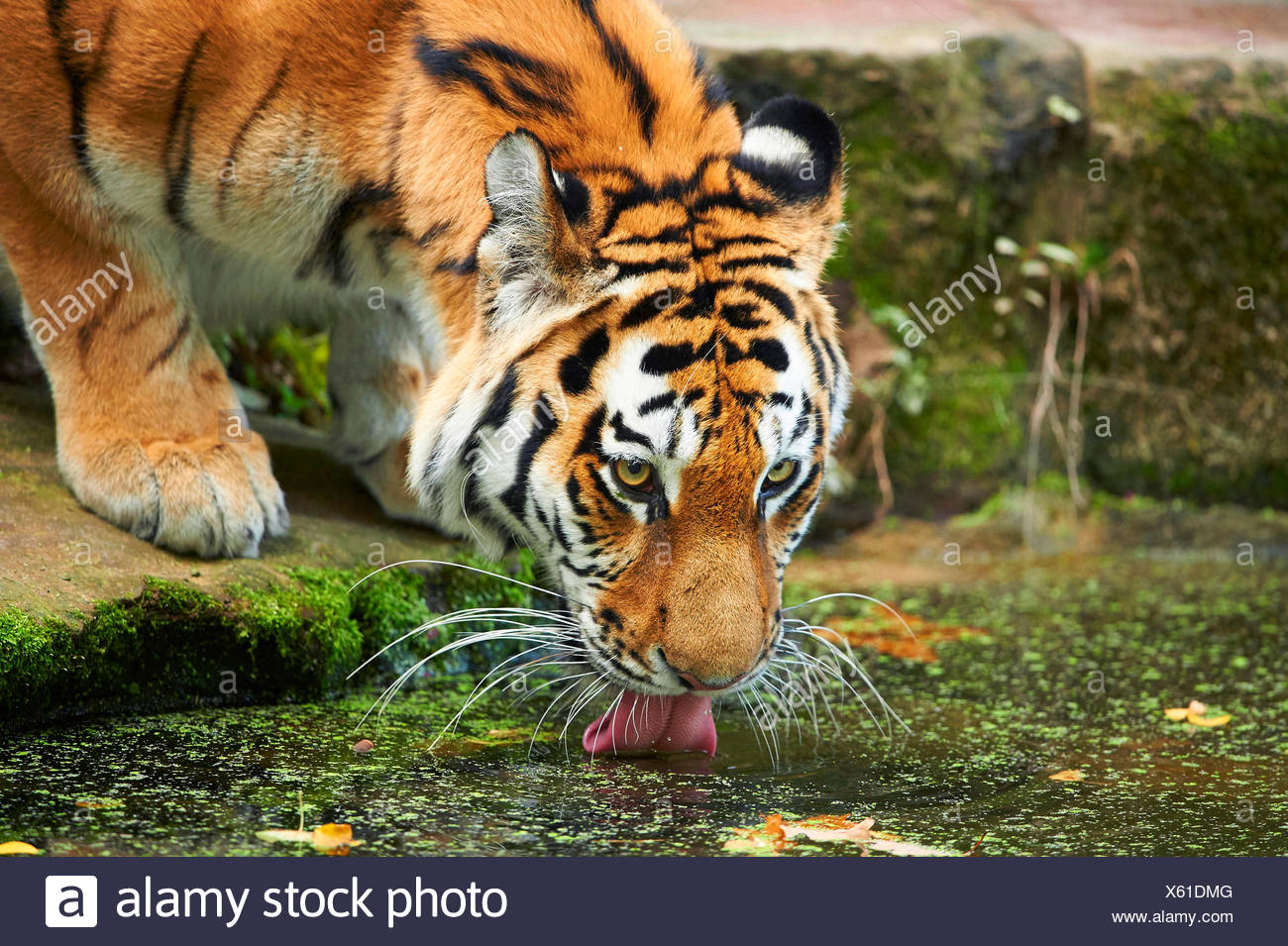 Tiger Drinks High Resolution Stock Photography and Images - Alamy