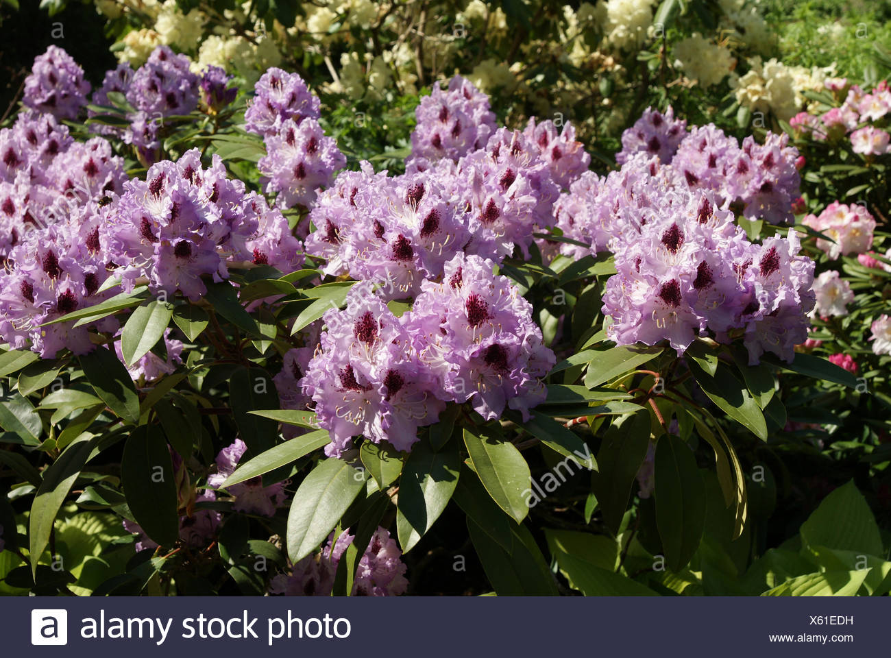 Blue Peter Stock Photos & Blue Peter Stock Images - Alamy