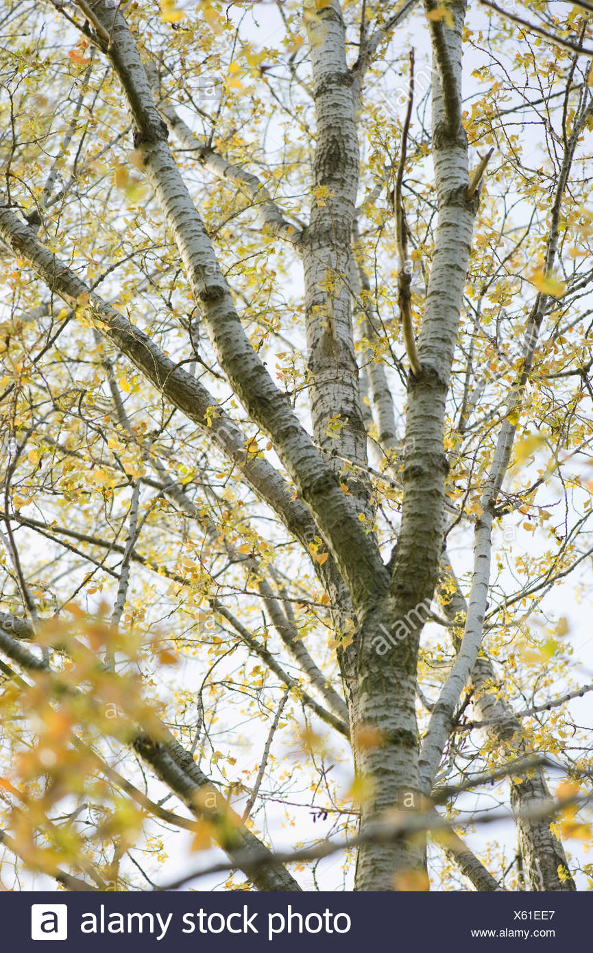 Populus Tremula High Resolution Stock Photography and Images - Alamy