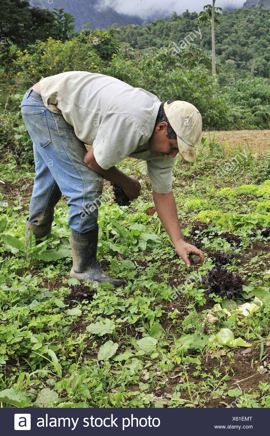 Worker Doing Outdoor Work High Resolution Stock Photography and Images ...