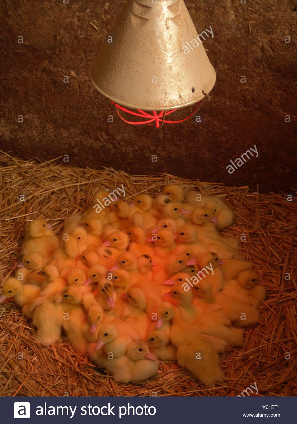 High Breeding Animals High Resolution Stock Photography and Images - Alamy