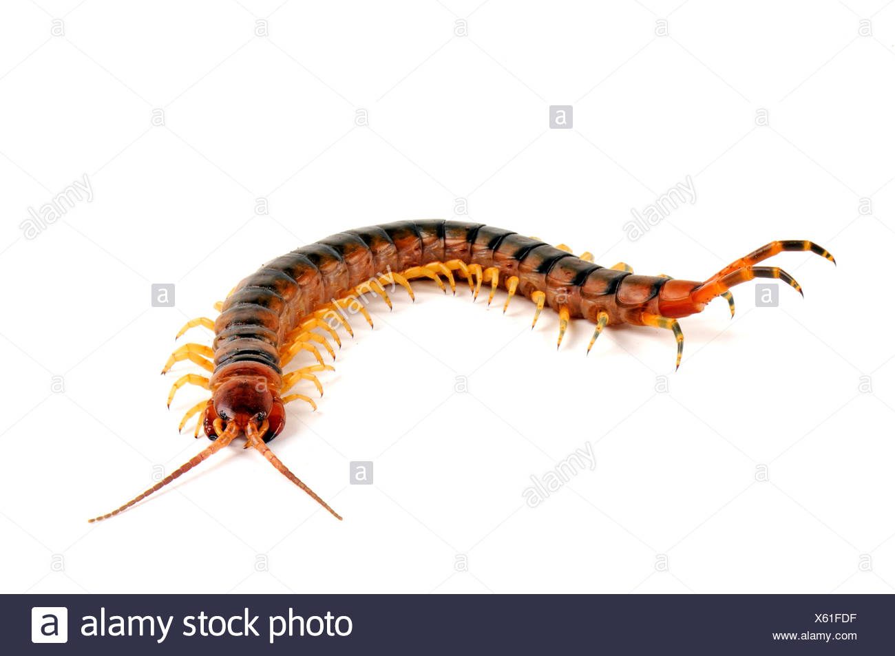 Centipede Crawling High Resolution Stock Photography and Images - Alamy