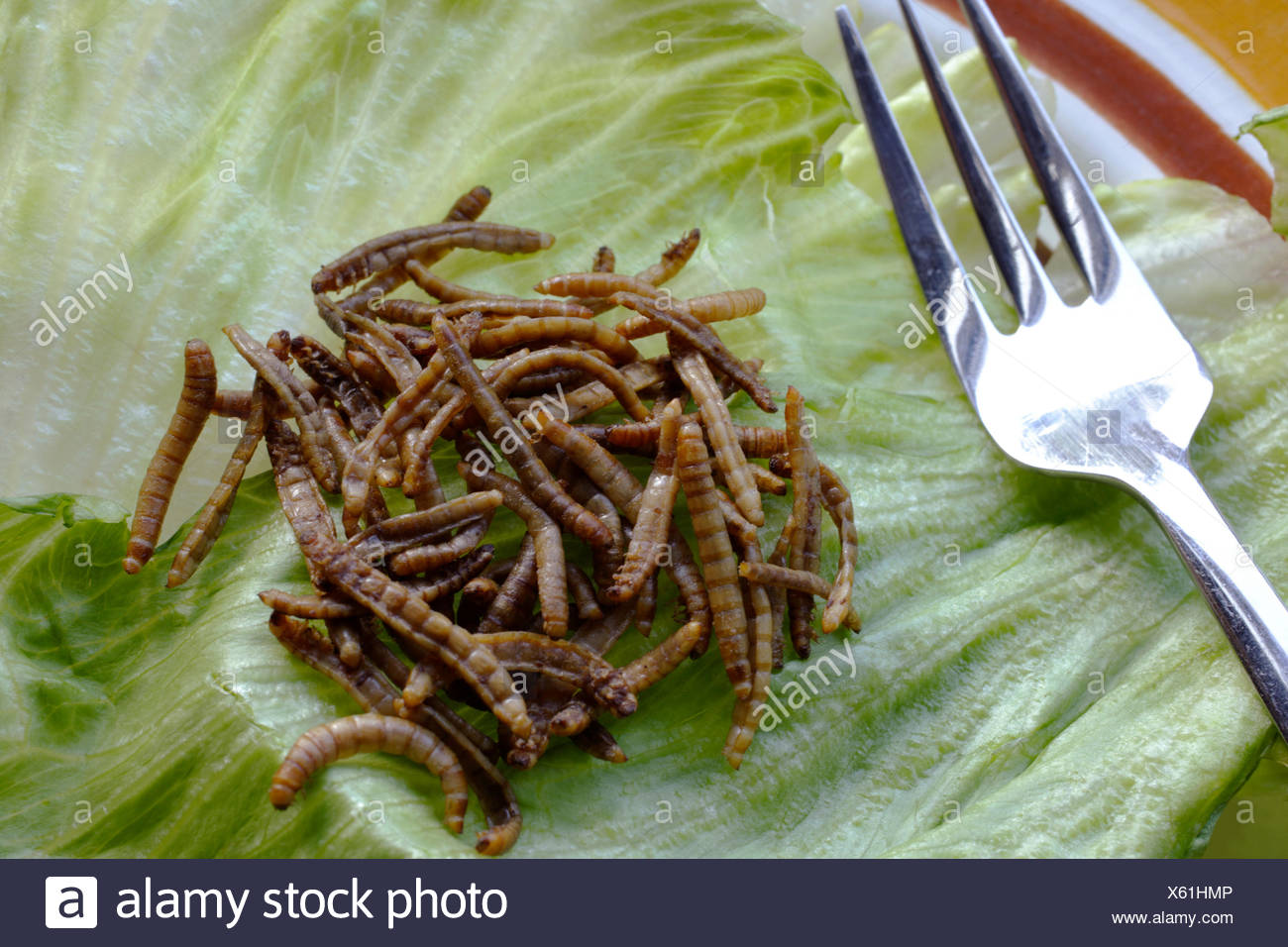 How To Eat Fried Worms High Resolution Stock Photography and Images - Alamy