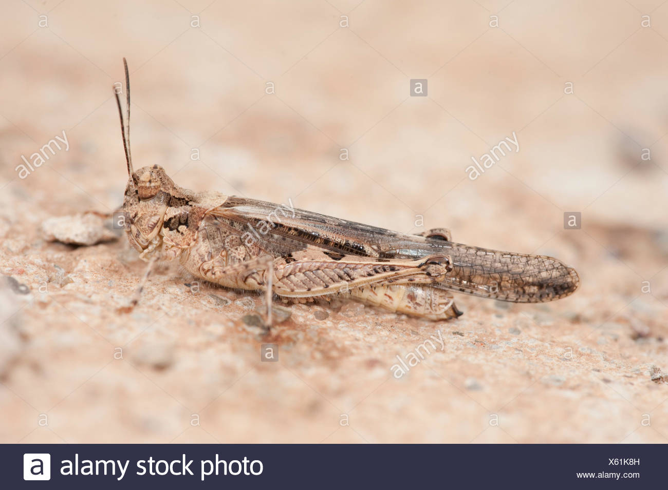 Locust On The Ground High Resolution Stock Photography and Images - Alamy