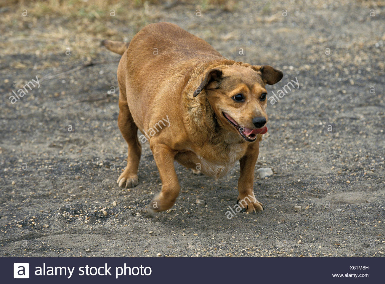 Obese Dog High Resolution Stock Photography and Images - Alamy