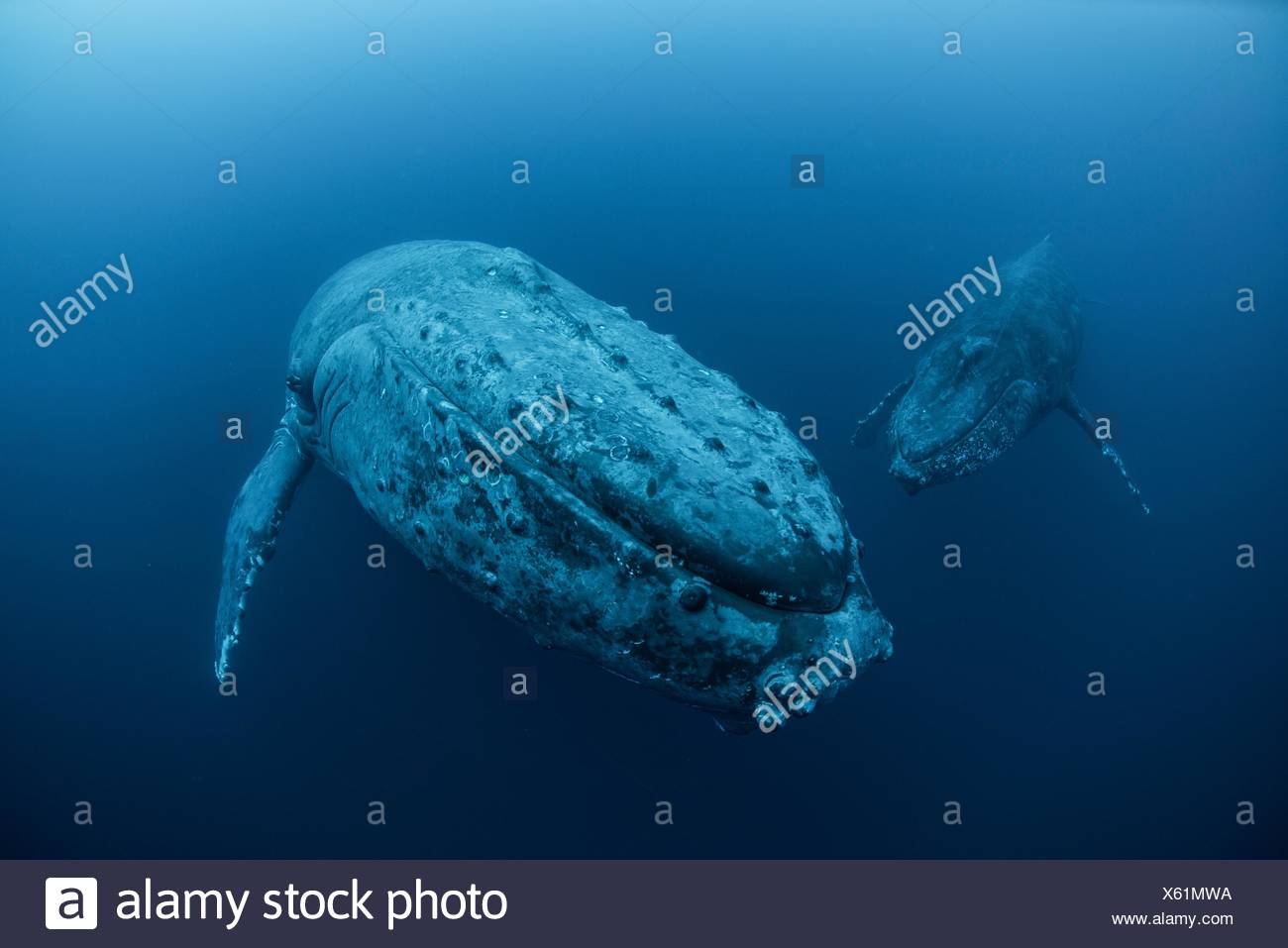 Humpback Whales Underwater High Resolution Stock Photography and Images ...