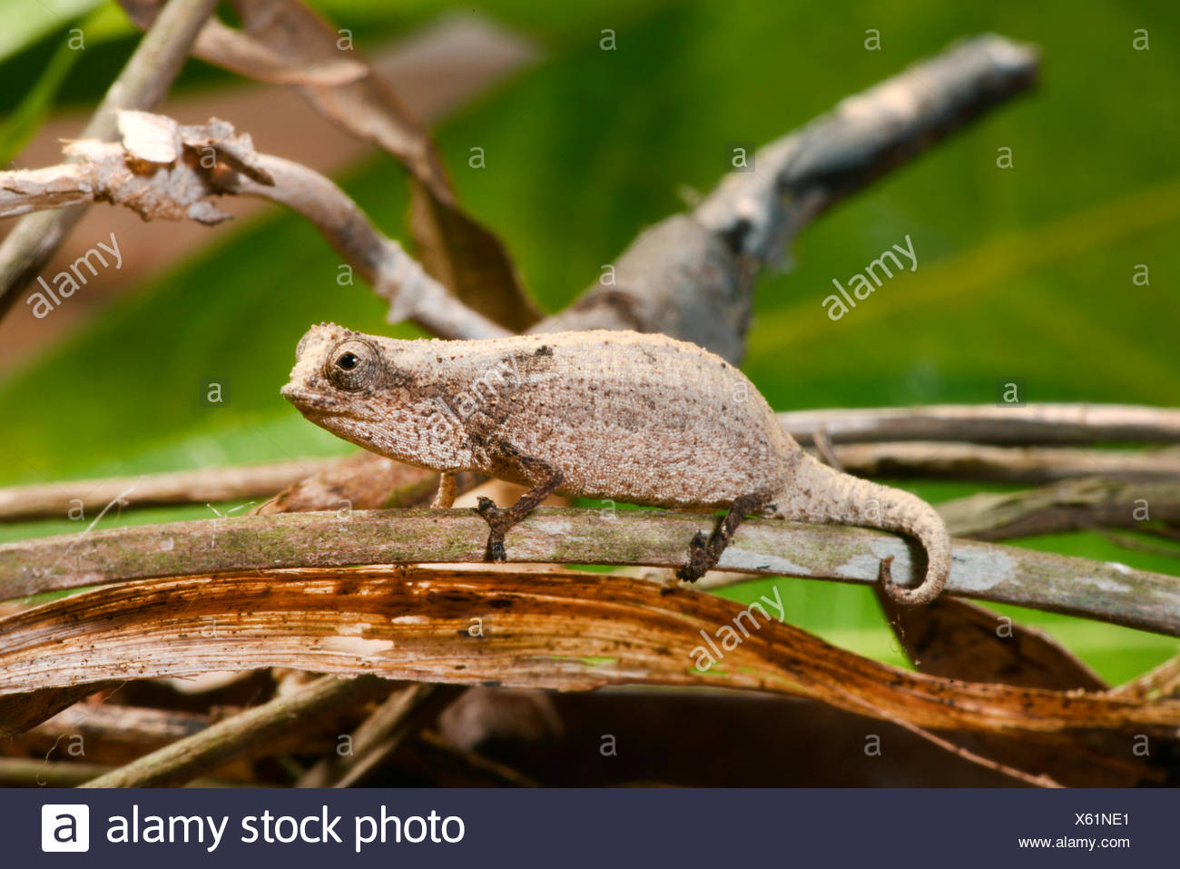 Brookesia Minima High Resolution Stock Photography And Images Alamy