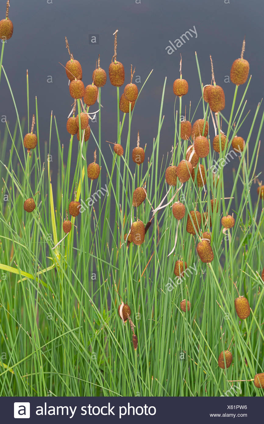 Dwarf Bulrush High Resolution Stock Photography and Images - Alamy