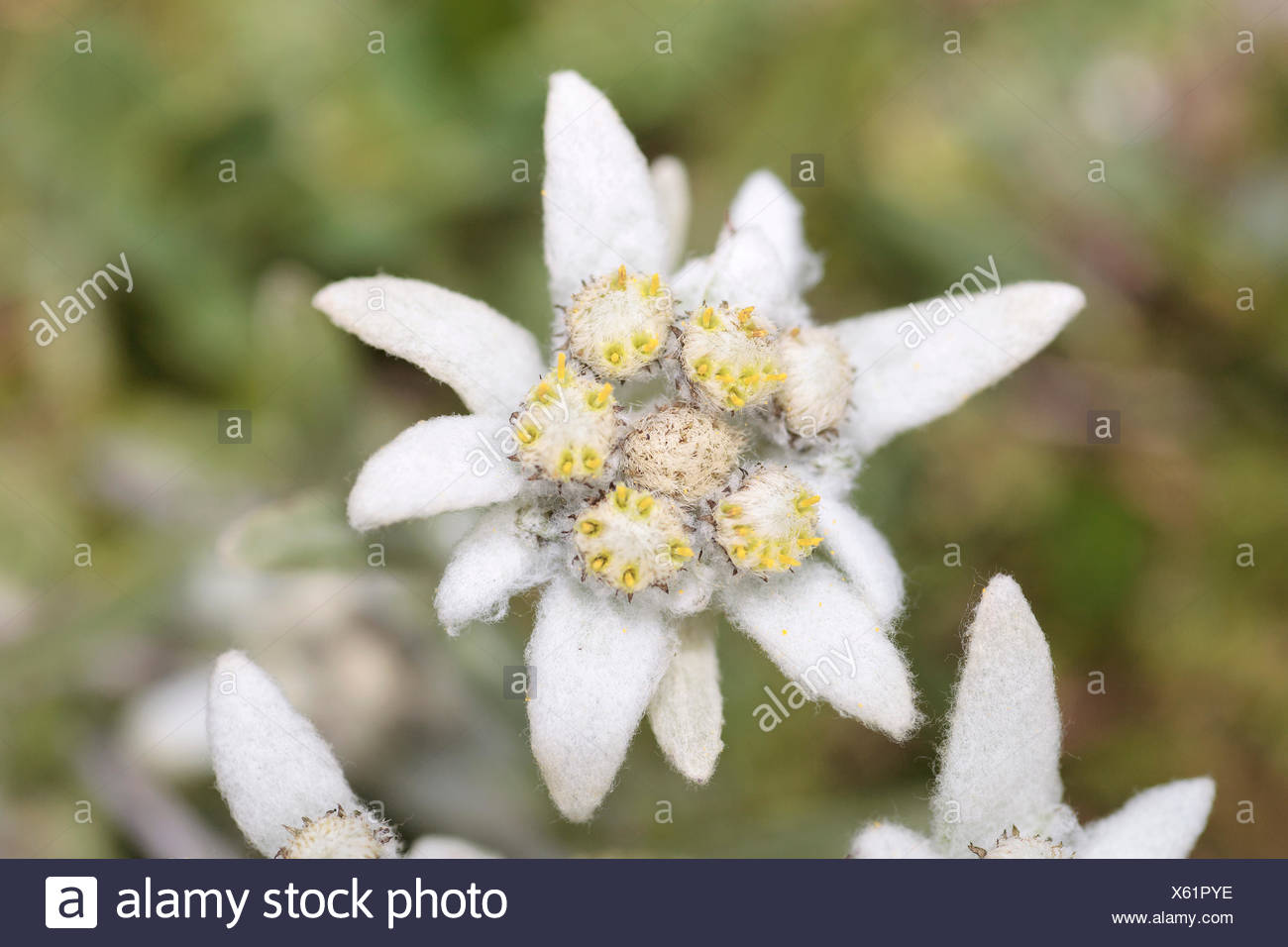 Edelweiss Austria High Resolution Stock Photography and Images - Alamy