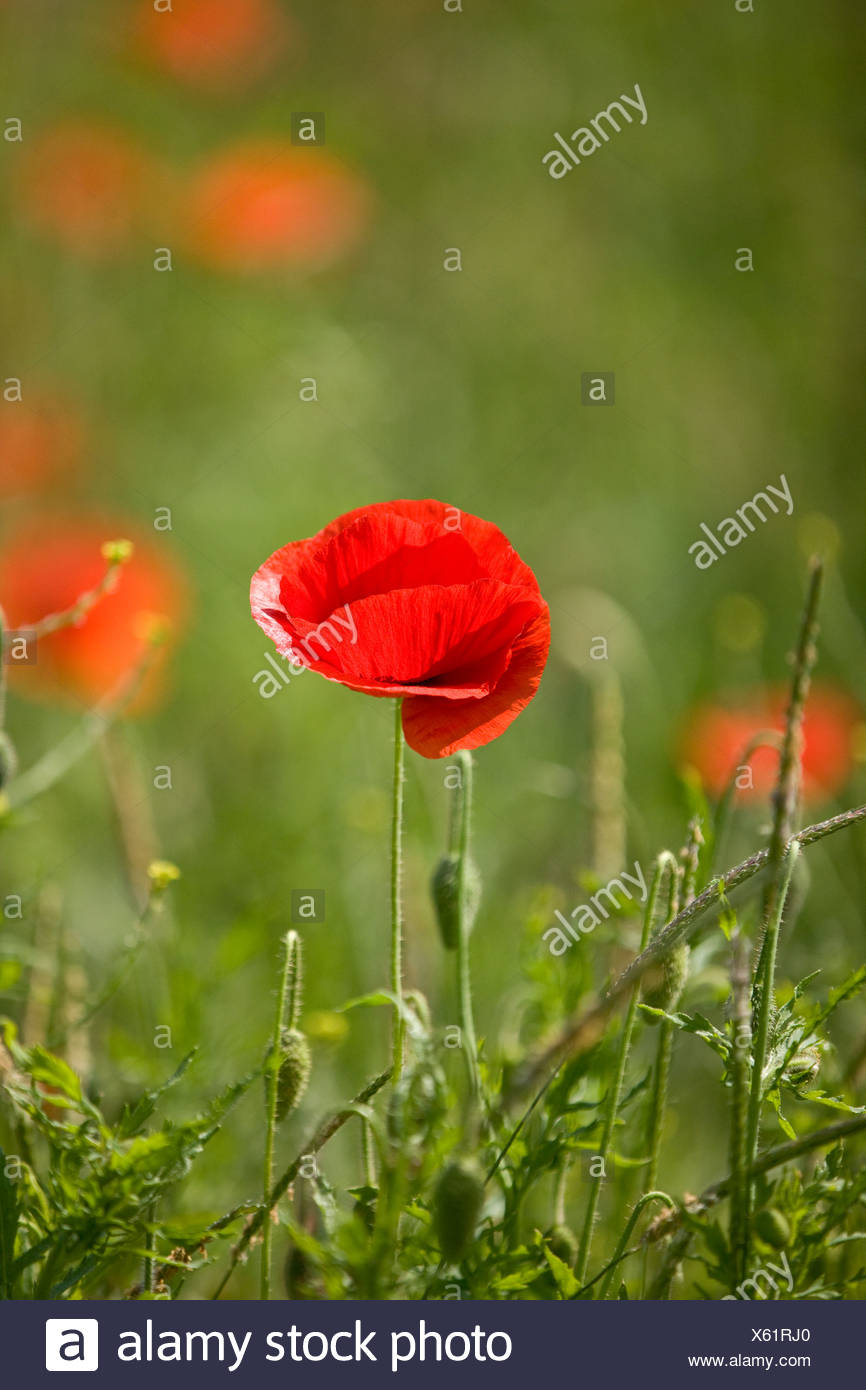 Colourful Red Poppy High Resolution Stock Photography and Images - Alamy