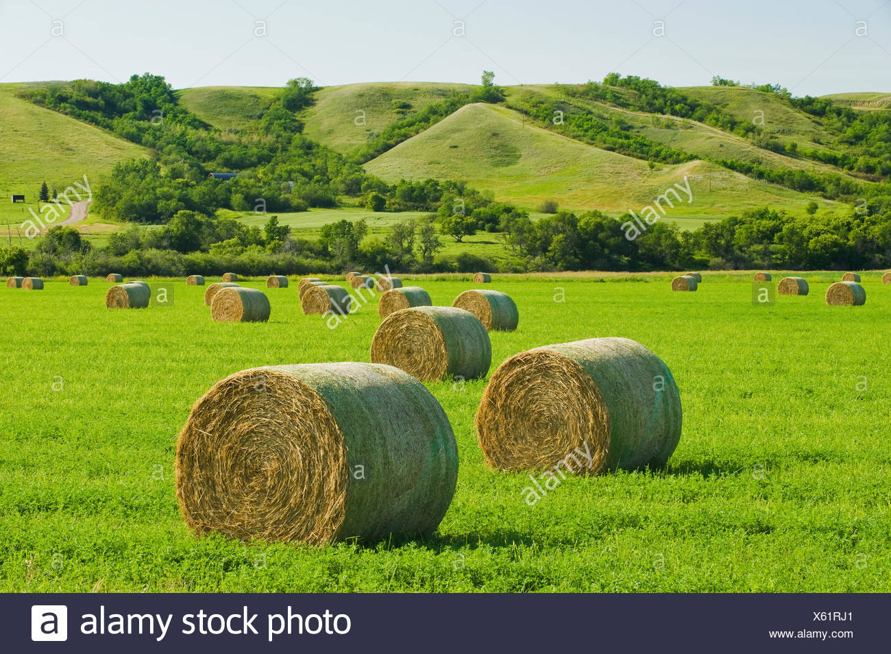 Alfalfa Hay Bales High Resolution Stock Photography and Images - Alamy