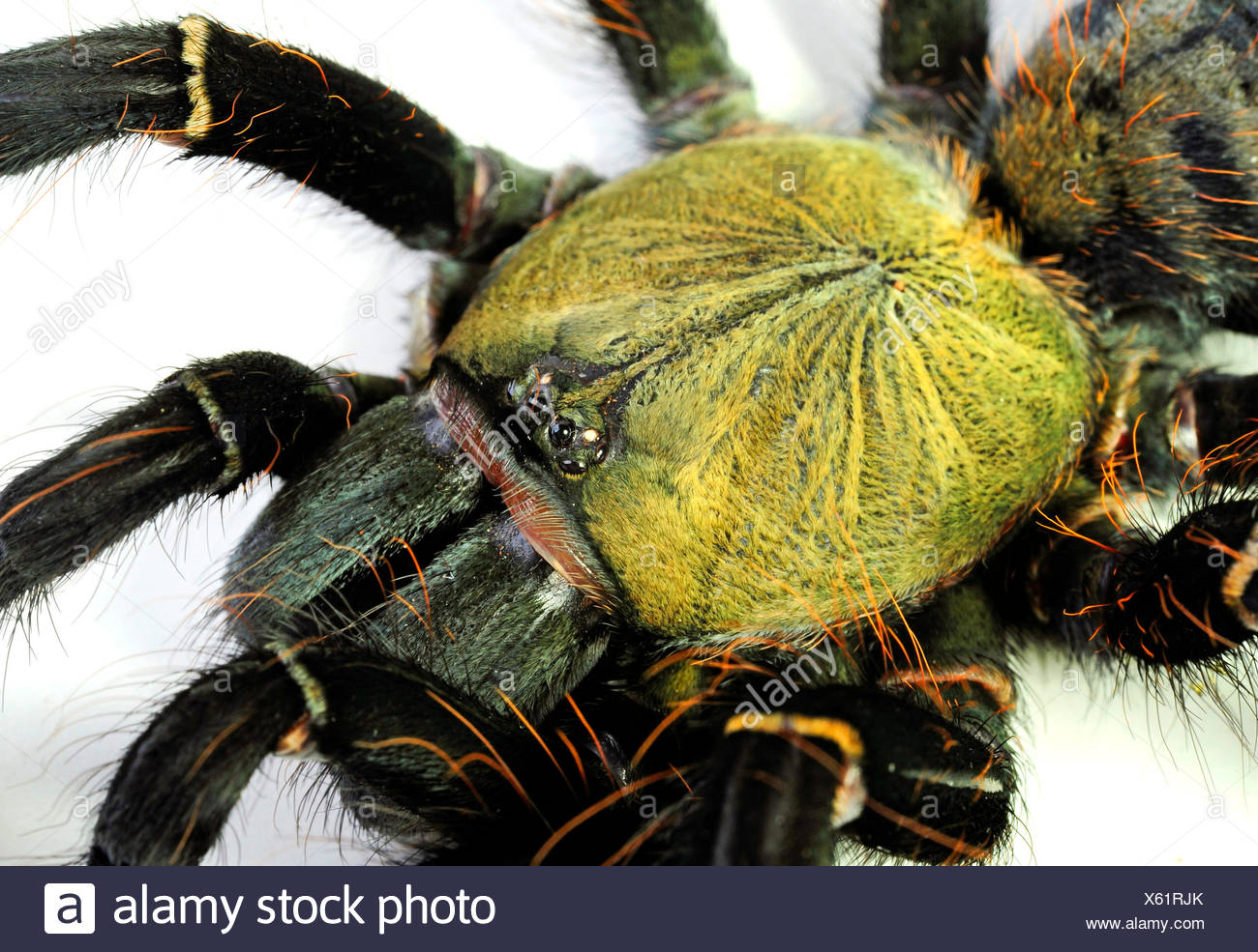 Malaysian Spiders High Resolution Stock Photography and Images - Alamy