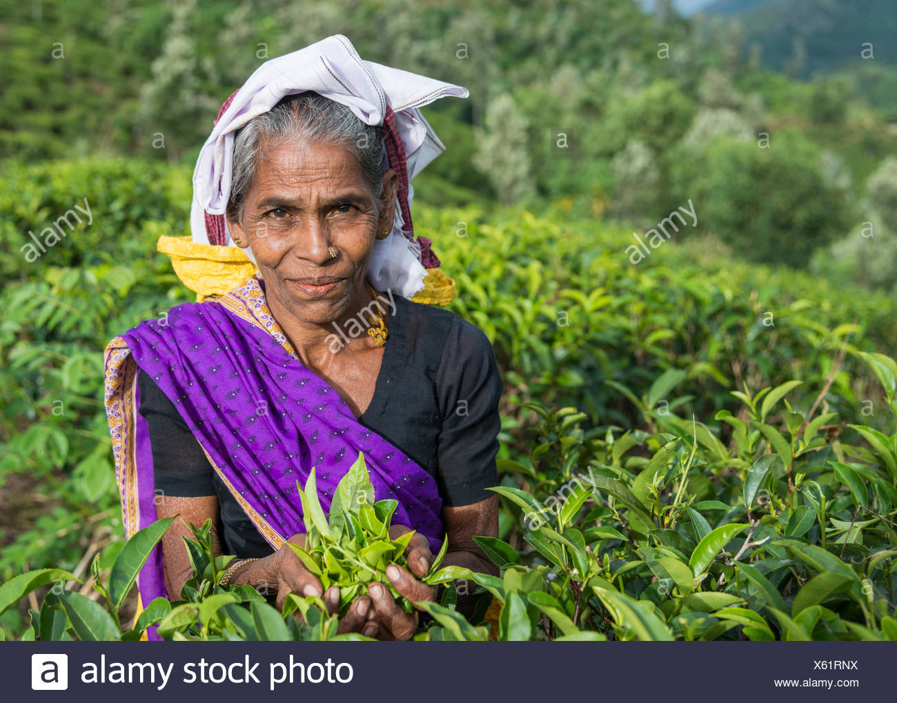 Woman Picking Tea High Resolution Stock Photography and Images - Alamy