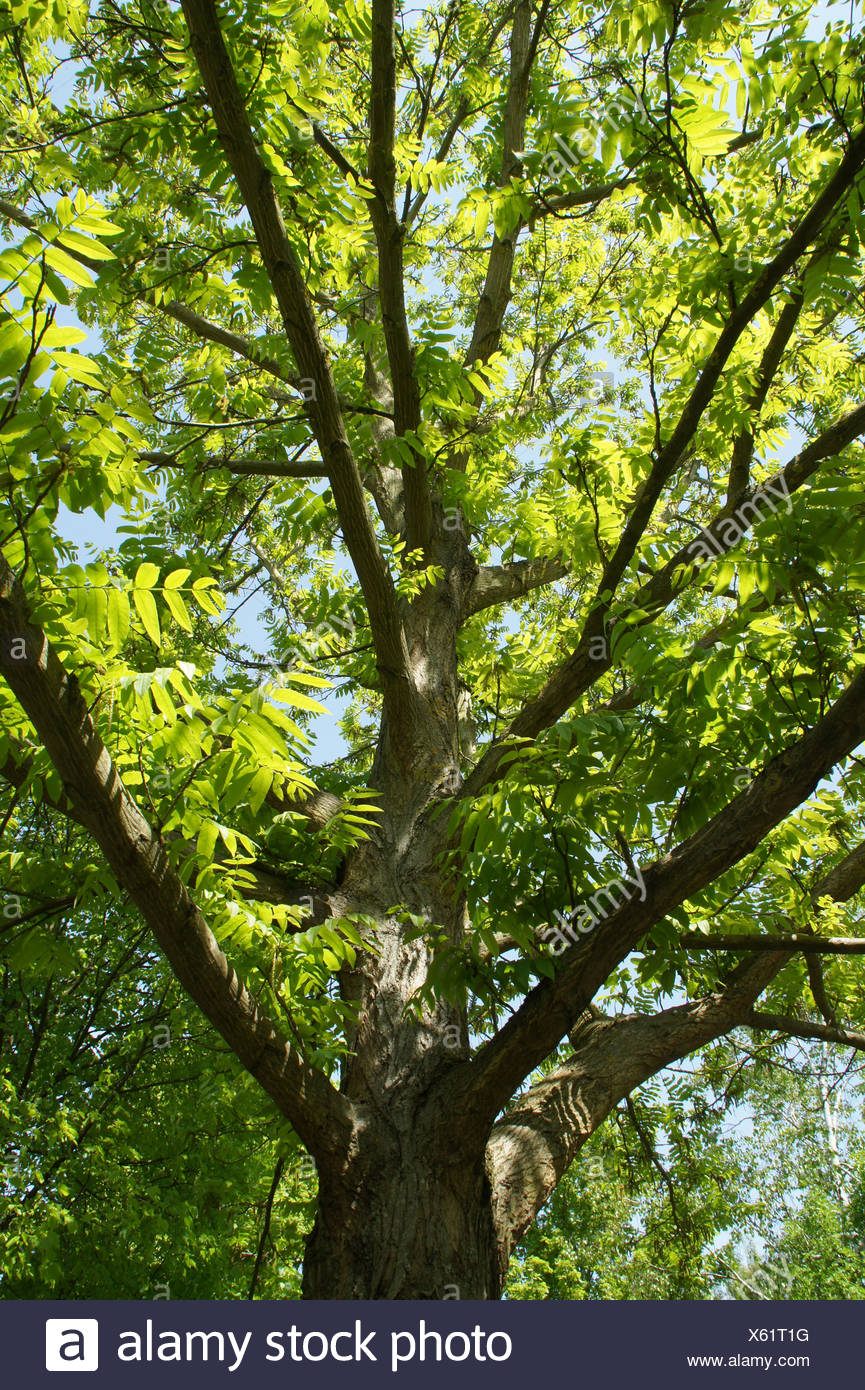 Wingnut High Resolution Stock Photography and Images - Alamy