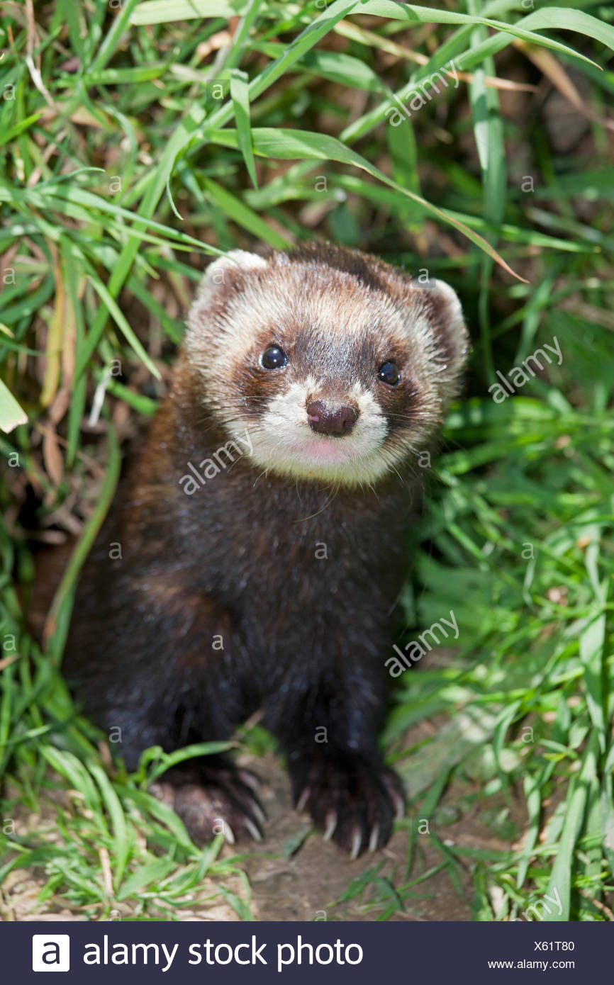 European Polecat High Resolution Stock Photography and Images - Alamy
