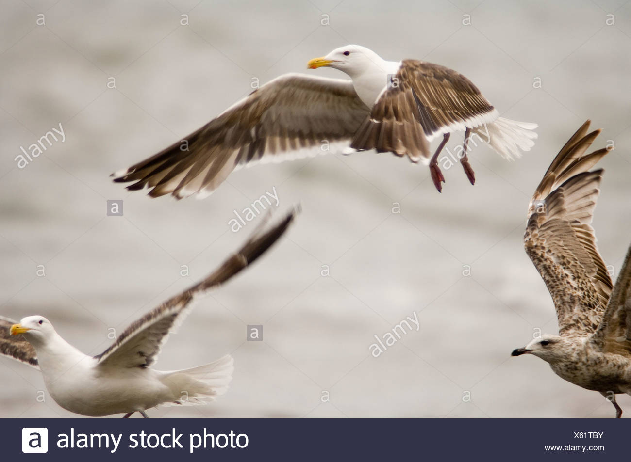 Seagulls In Flight High Resolution Stock Photography and Images - Alamy