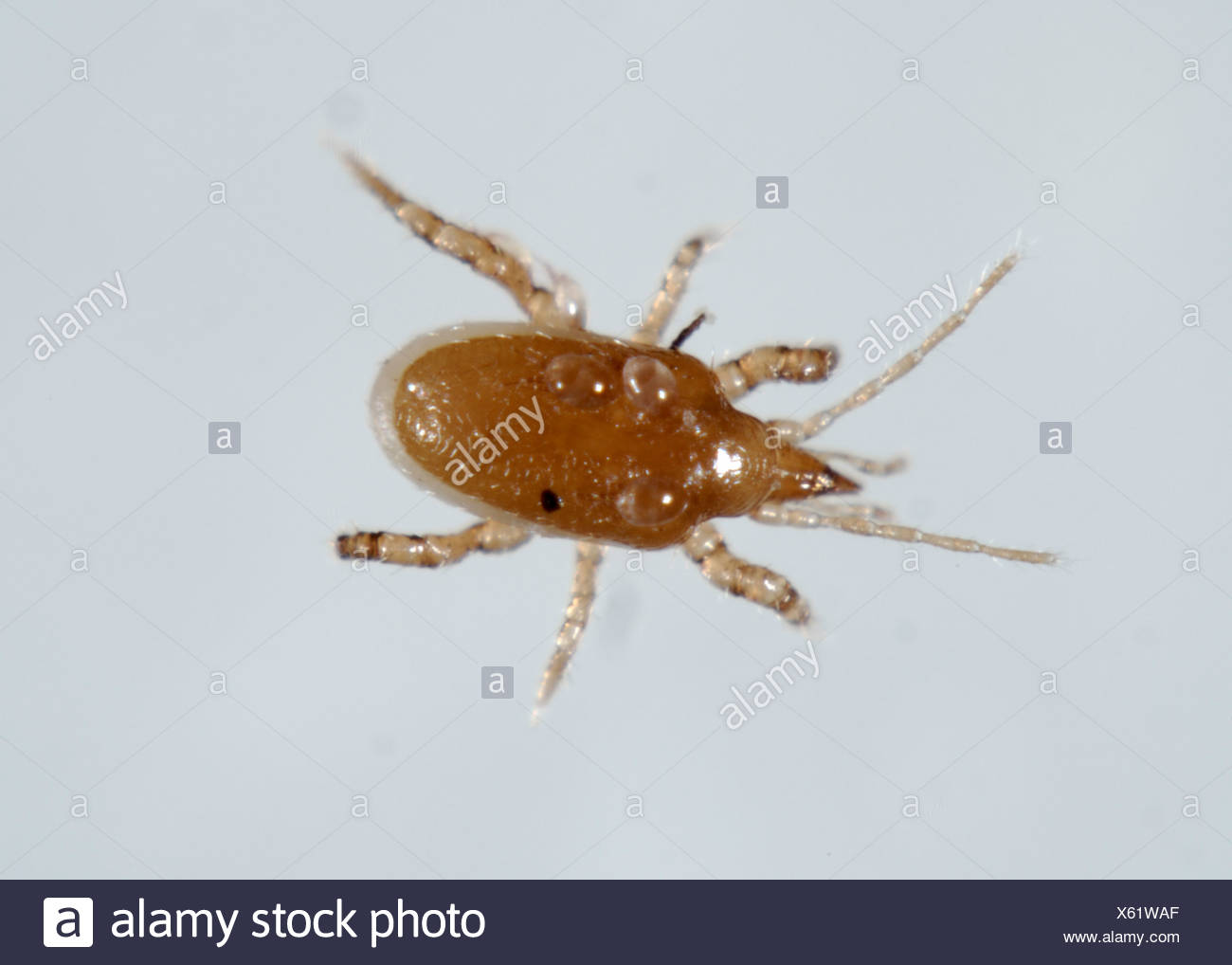 Predatory Mite High Resolution Stock Photography and Images - Alamy