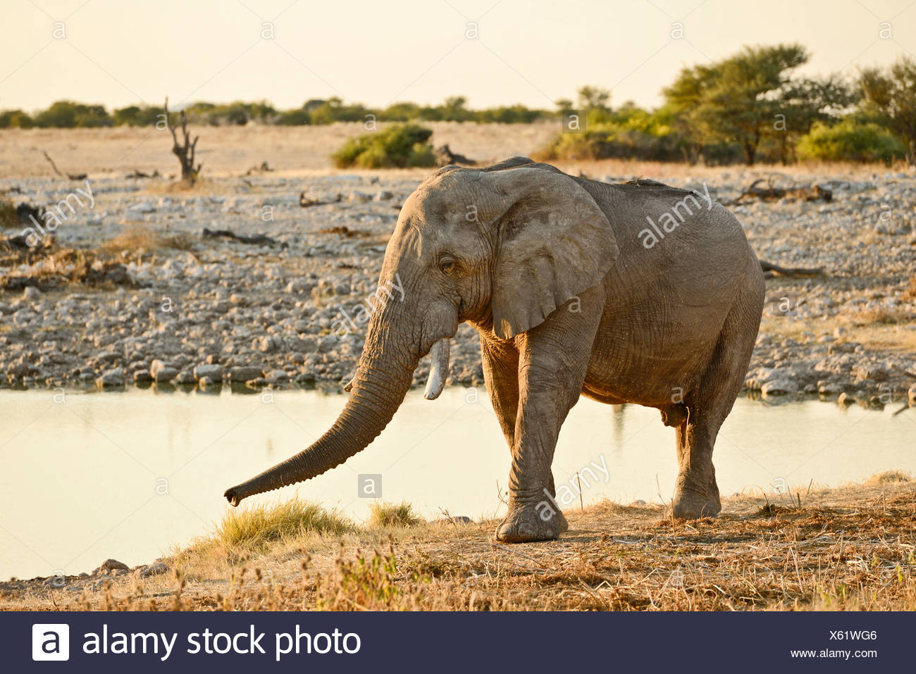 African Savannah Elephant High Resolution Stock Photography and Images ...