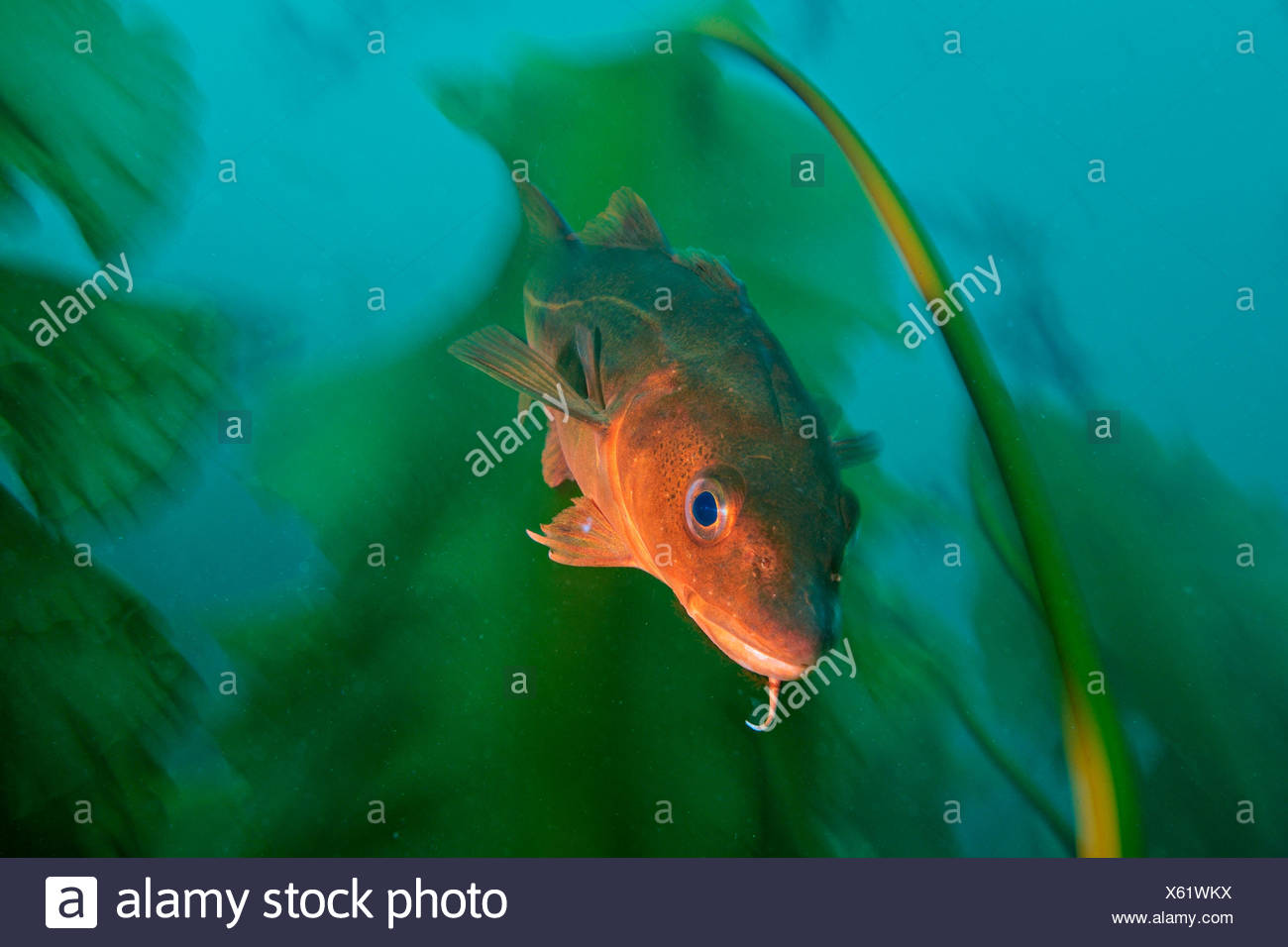Atlantic Cod Fish Stock Photos & Atlantic Cod Fish Stock Images - Alamy