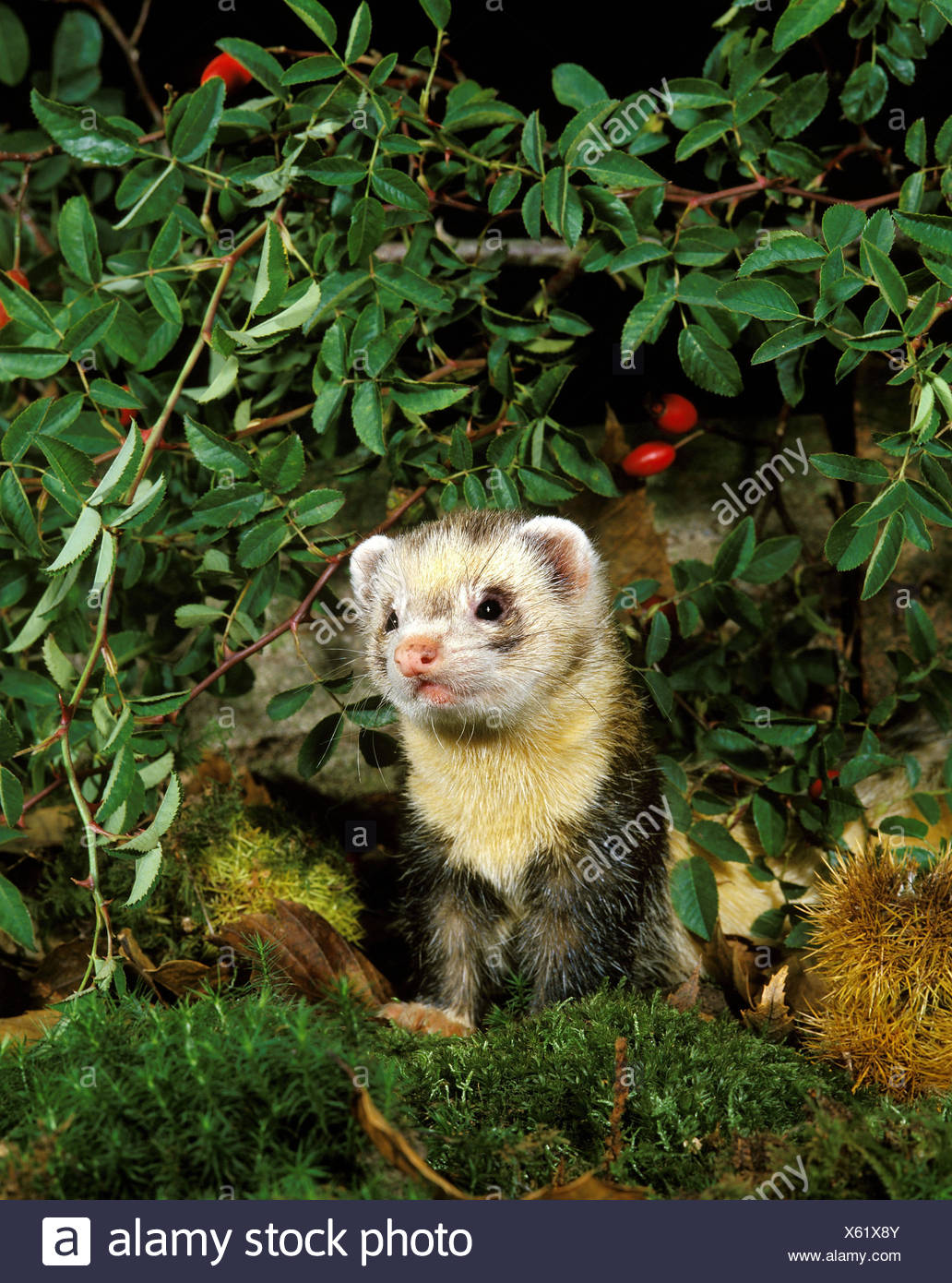 Polecat Animal High Resolution Stock Photography and Images - Alamy