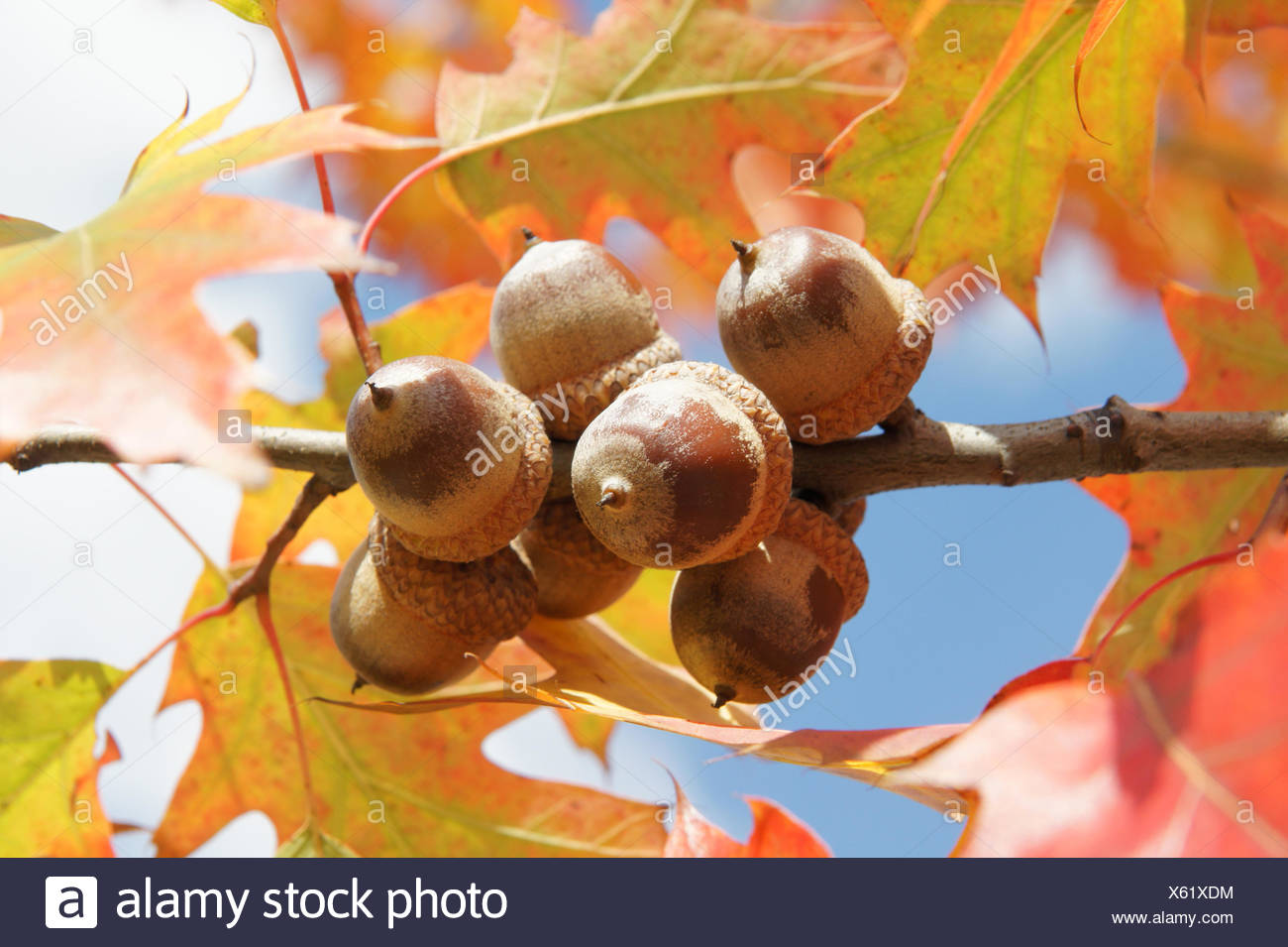 Red Oak Tree High Resolution Stock Photography and Images - Alamy