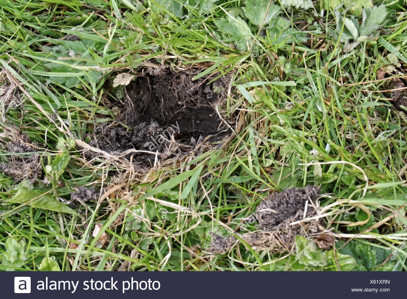 Squirrel Damaged High Resolution Stock Photography and Images - Alamy