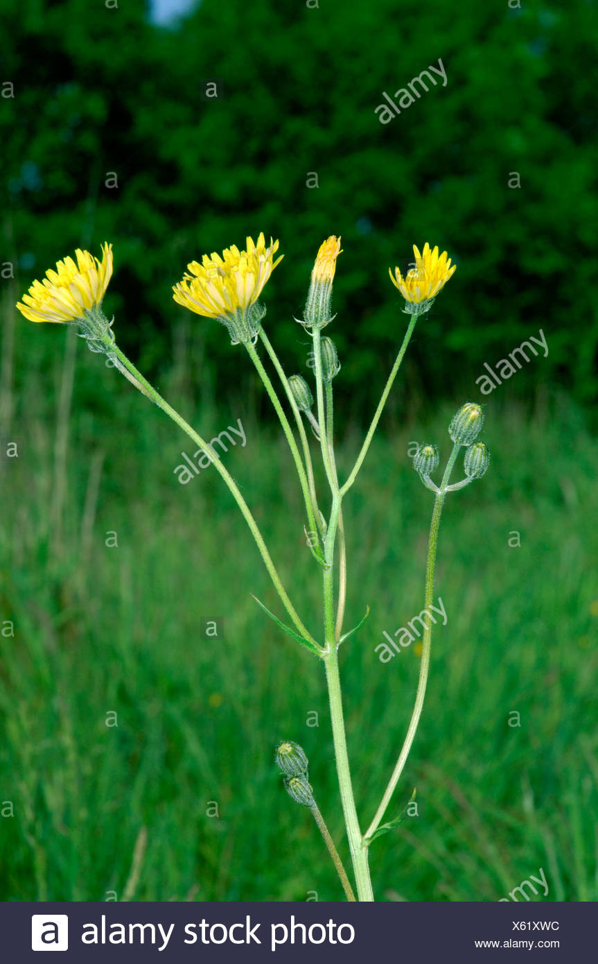 Rough Hawks Beard Crepis Biennis High Resolution Stock Photography and ...