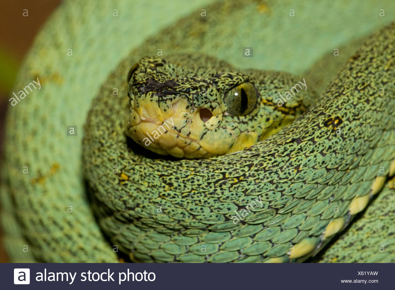 Bothriopsis High Resolution Stock Photography and Images - Alamy