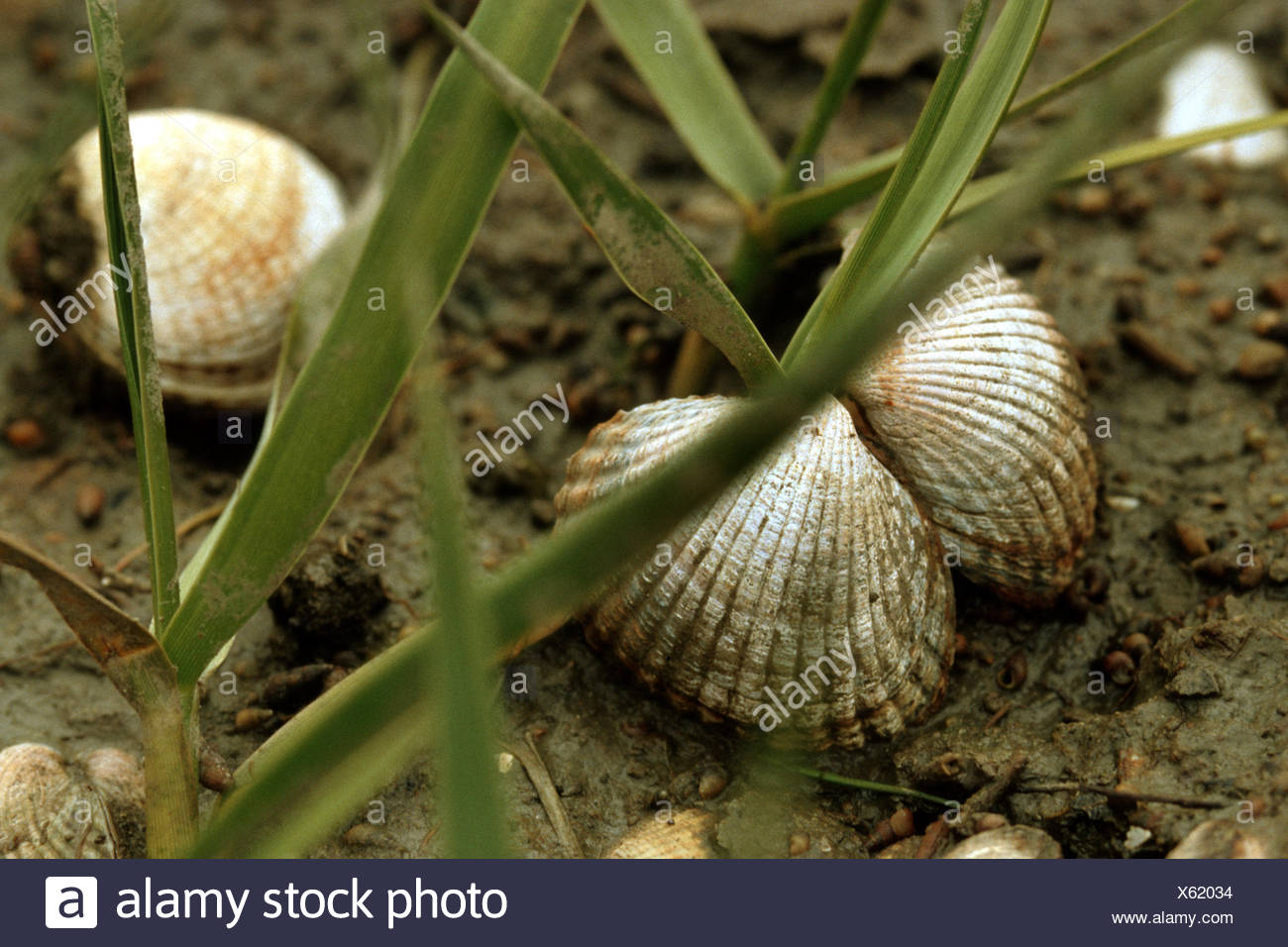 Common Cockle Stock Photos & Common Cockle Stock Images - Alamy