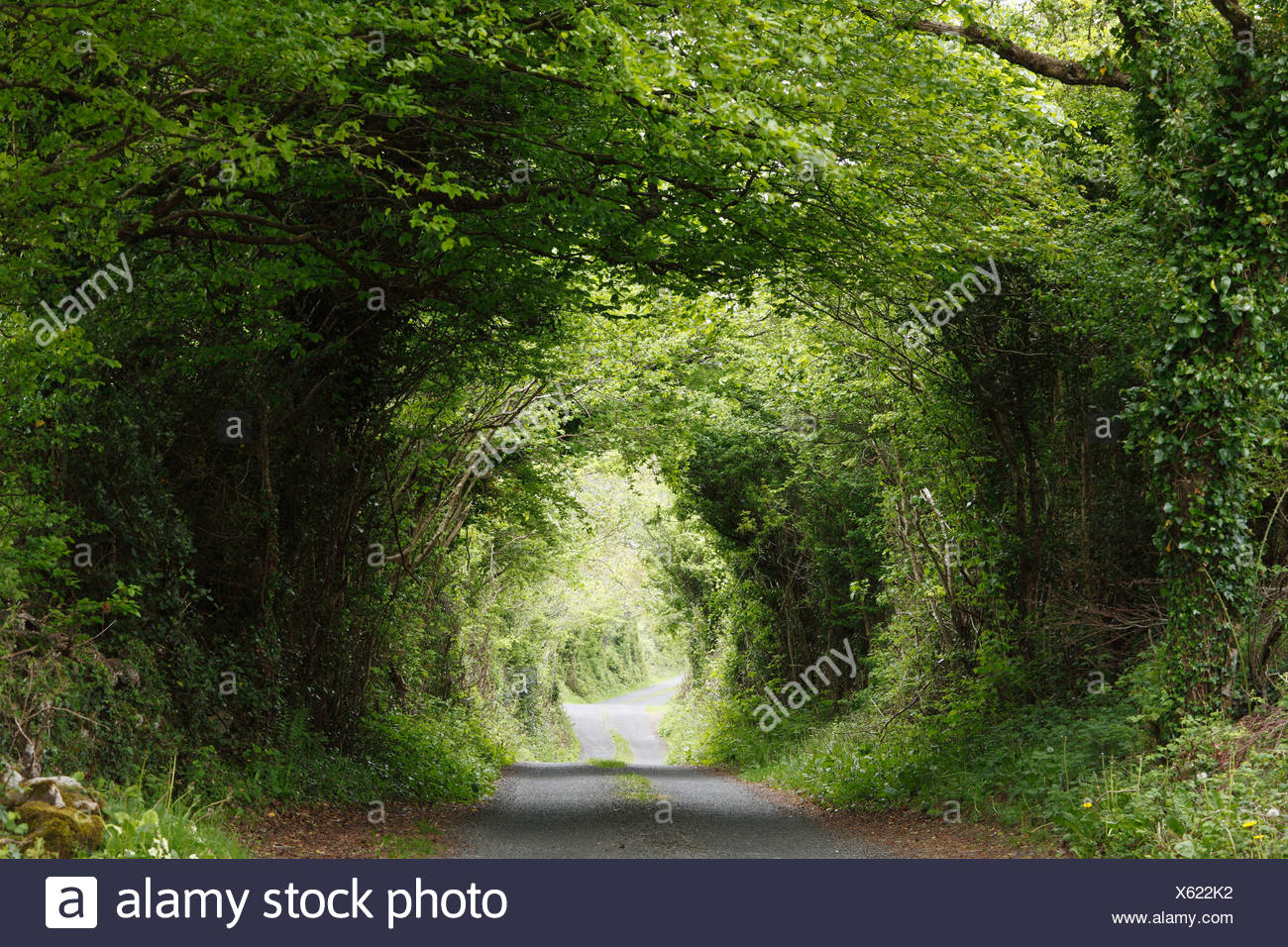 Irish Forest Forests Ireland High Resolution Stock Photography and ...